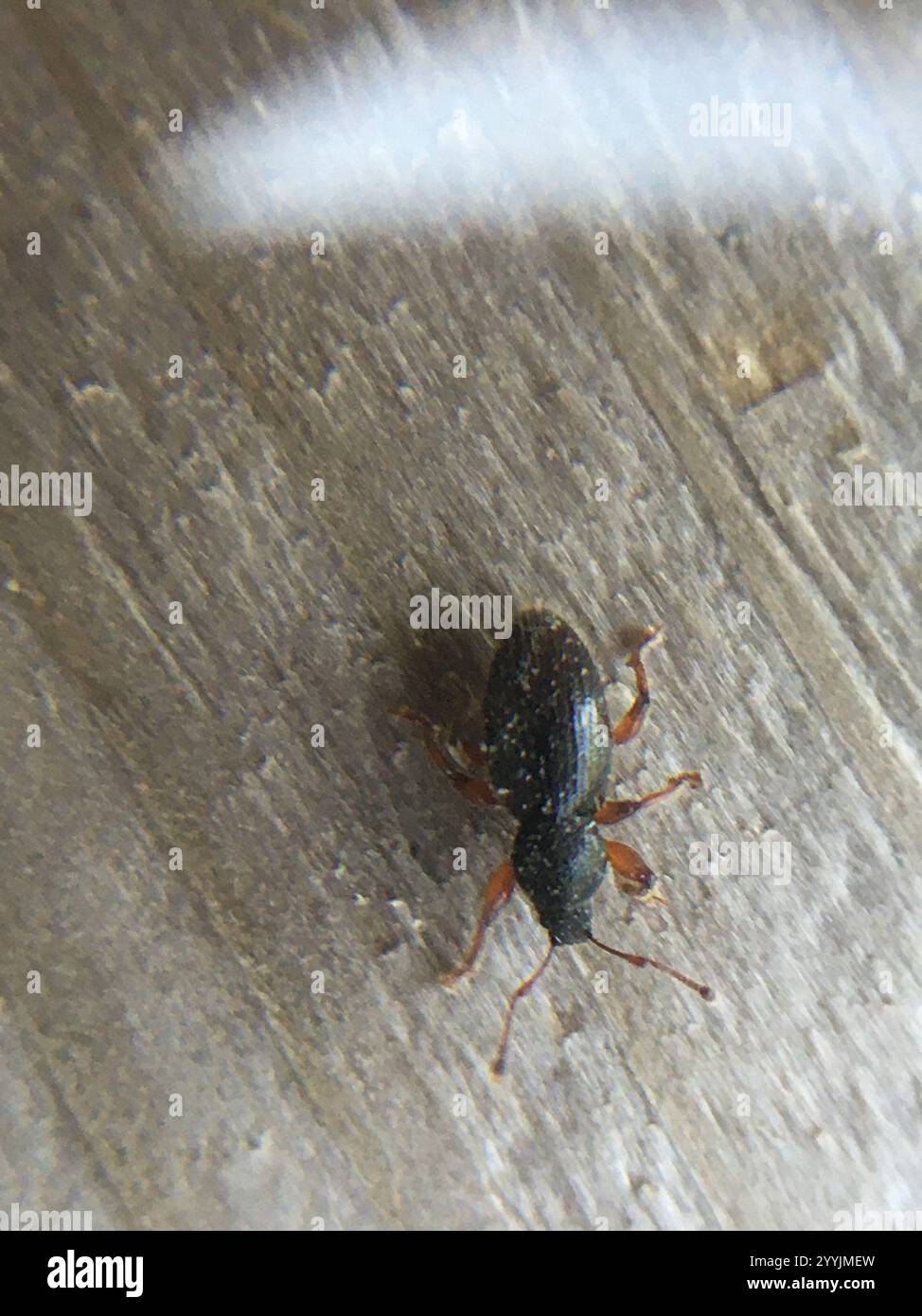 Hairy Spider Weevil (Barypeithes pellucidus Stock Photo - Alamy