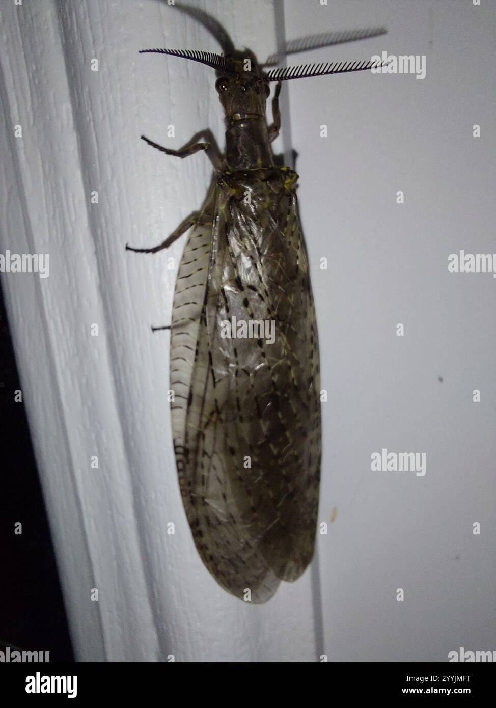 Summer fishfly hi-res stock photography and images - Alamy