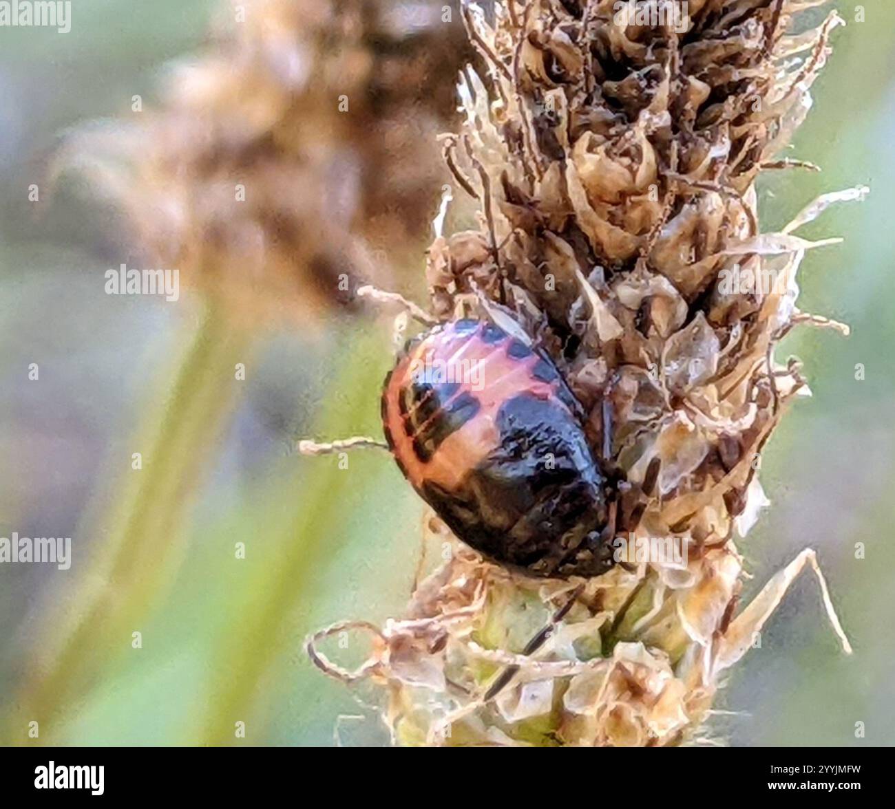 White-margined Burrower Bug (Sehirus cinctus Stock Photo - Alamy