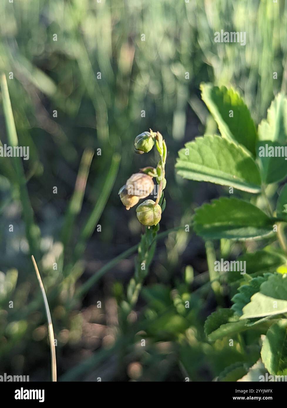 Lewis flax (Linum lewisii Stock Photo - Alamy
