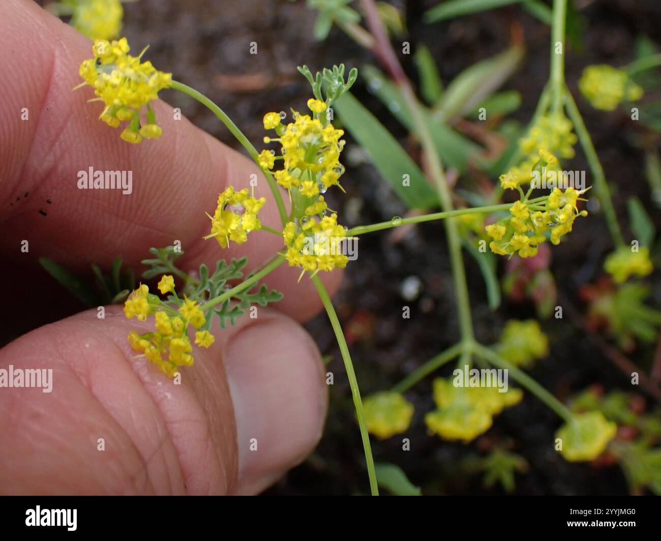 Wyeth Biscuitroot (Lomatium ambiguum Stock Photo - Alamy