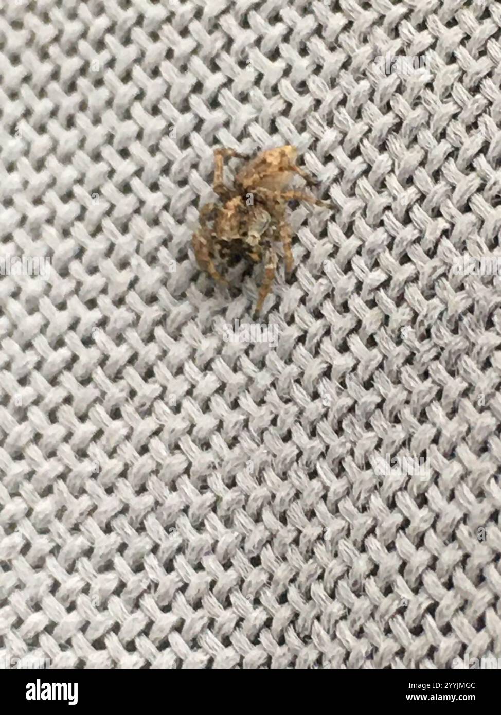 Asiatic Wall Jumping Spider (Attulus fasciger Stock Photo - Alamy