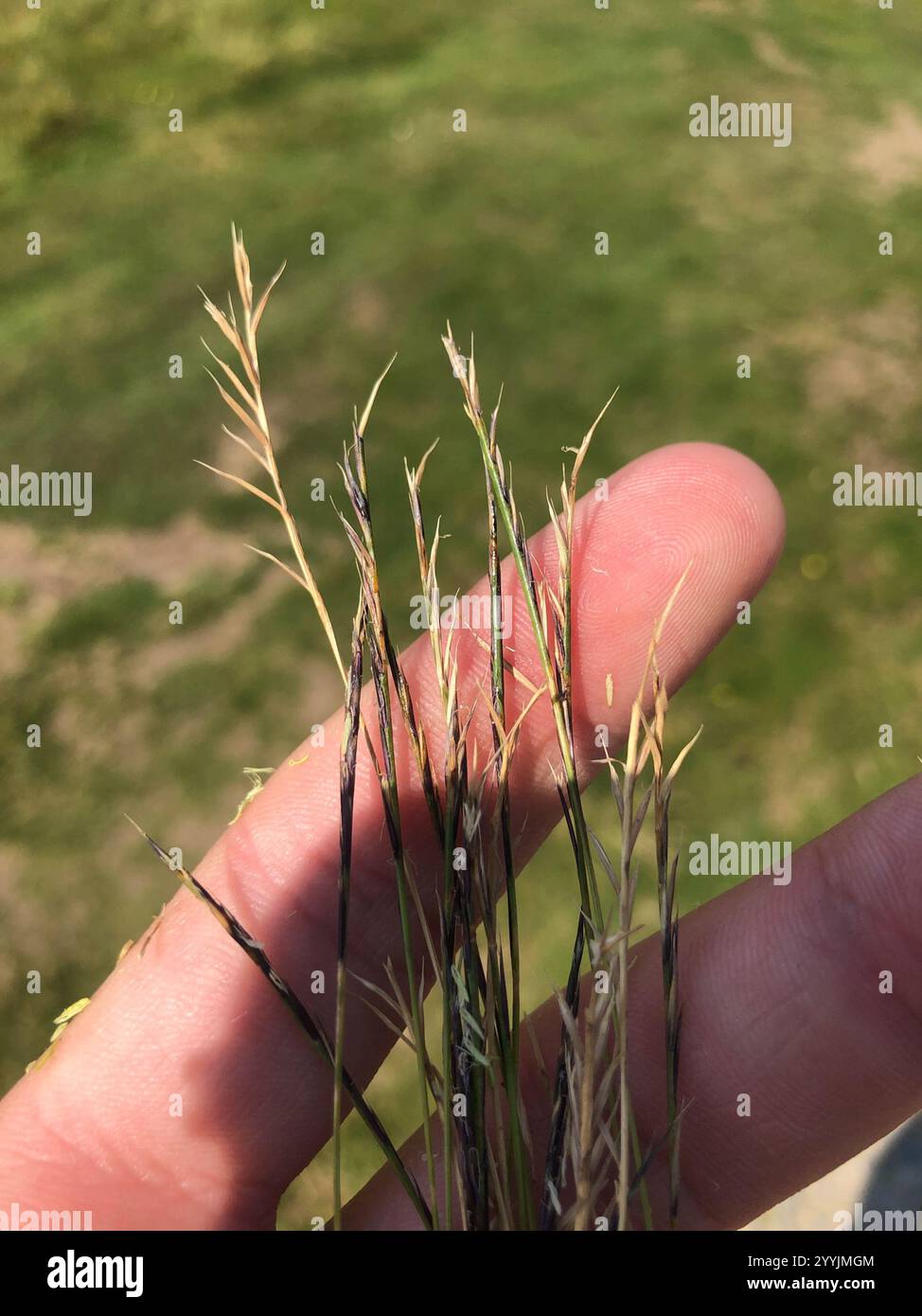Nardus stricta hi-res stock photography and images - Alamy