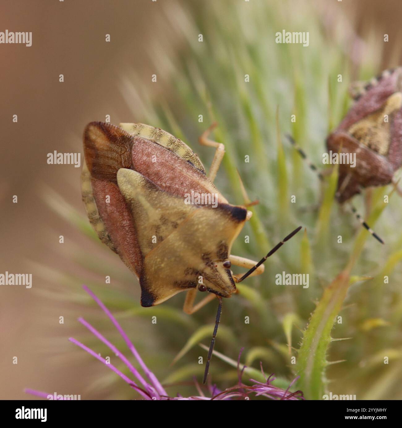 northern fruit bug (Carpocoris fuscispinus Stock Photo - Alamy