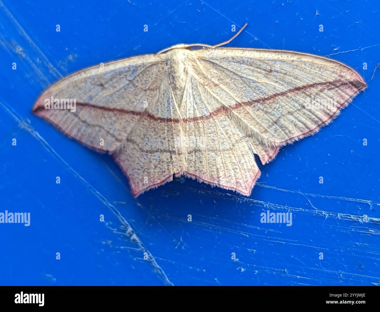 Blood Vein (Timandra comae Stock Photo - Alamy