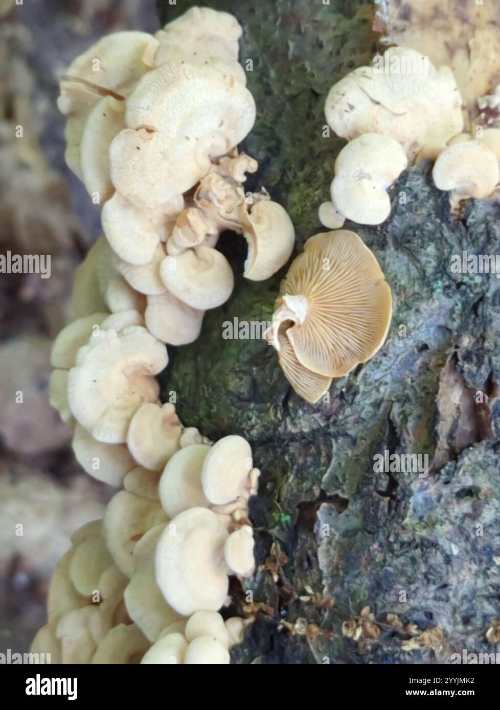 Stipticus hi-res stock photography and images - Alamy