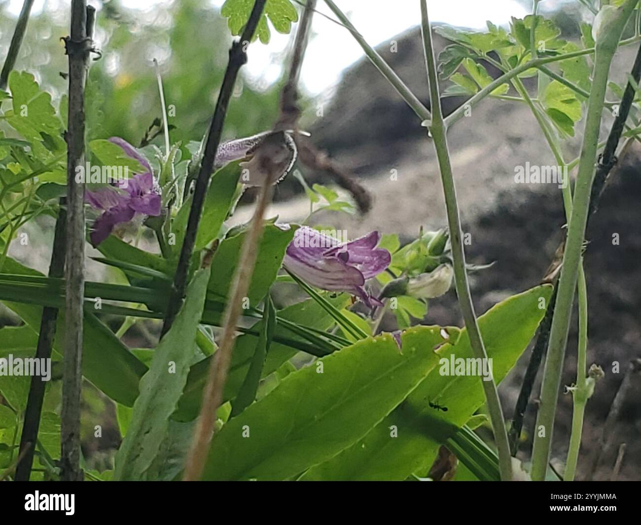 Whipple's penstemon (Penstemon whippleanus Stock Photo - Alamy