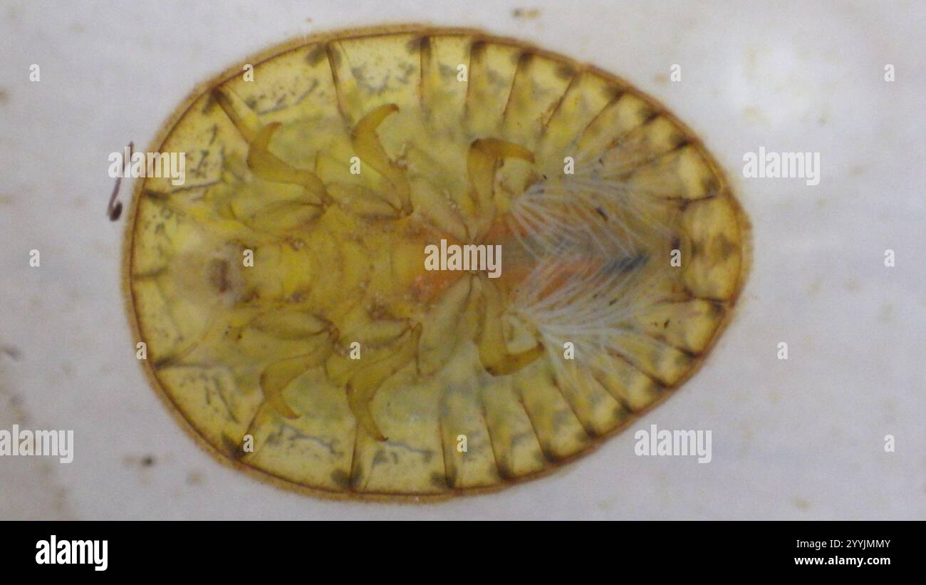 Herrick's Water Penny Beetle (Psephenus herricki Stock Photo - Alamy