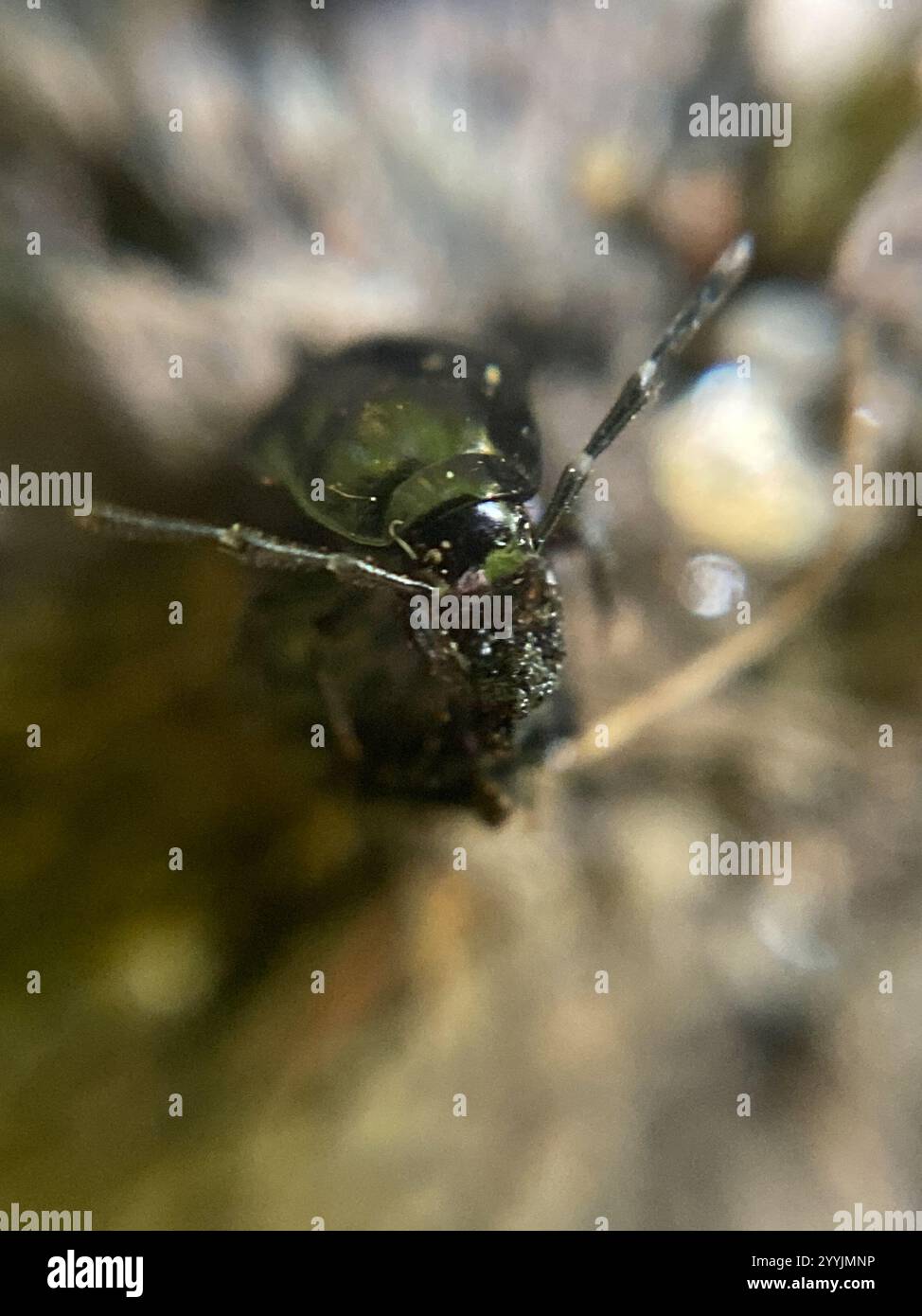 Burying and Carrion Beetles (Silphidae Stock Photo - Alamy