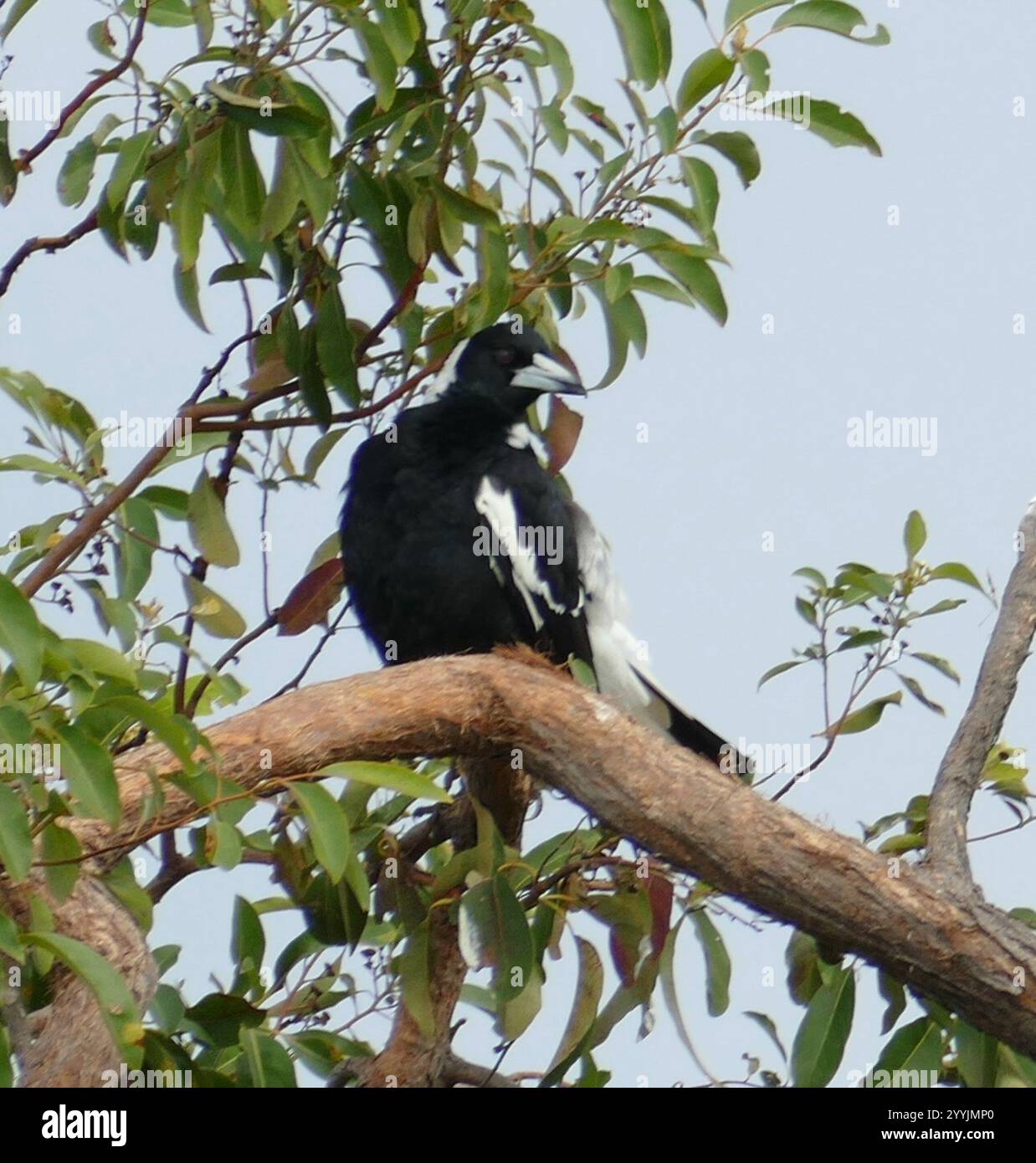 Australian Magpie (Gymnorhina tibicen Stock Photo - Alamy