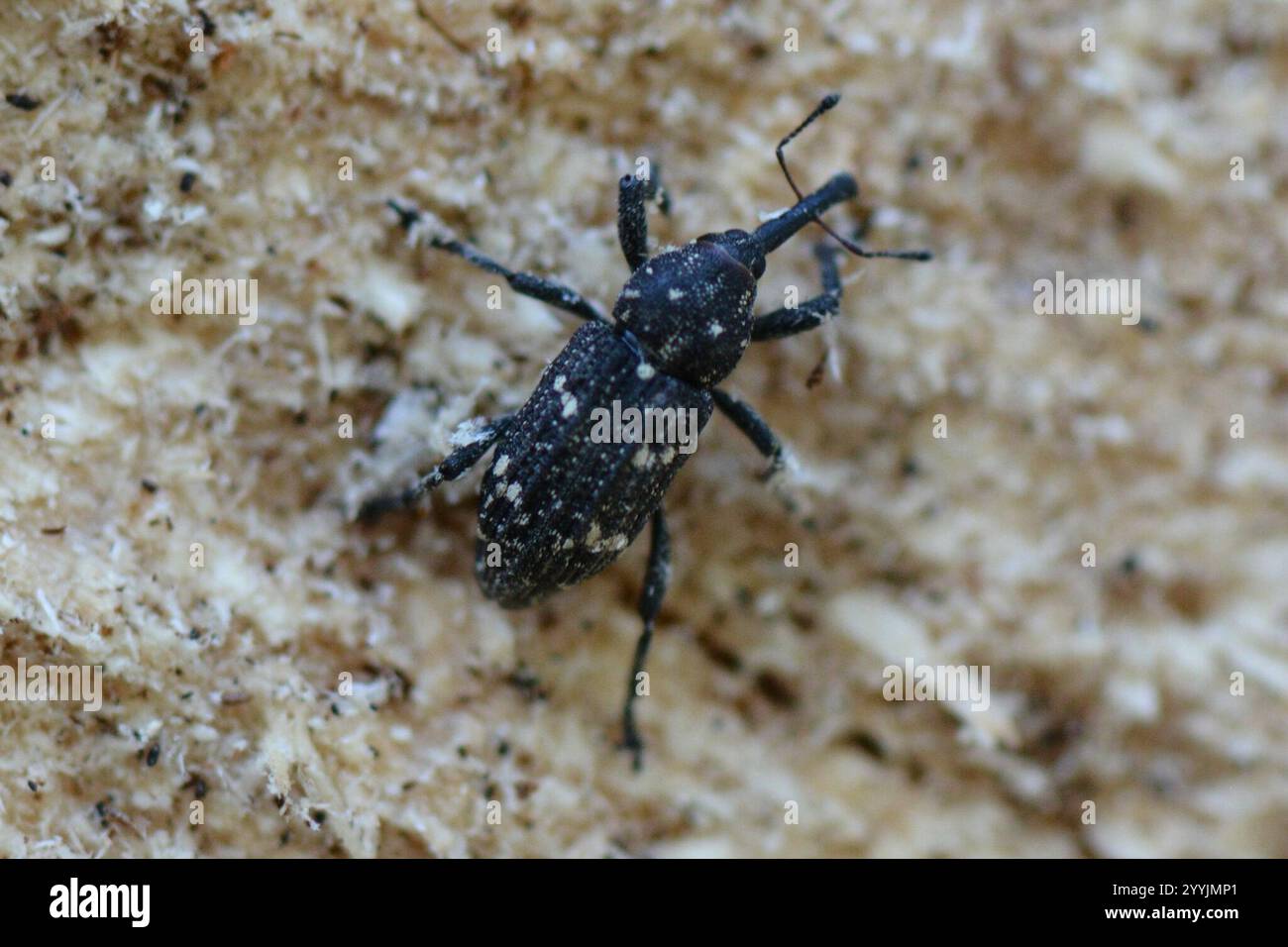 Pissodes hi-res stock photography and images - Alamy