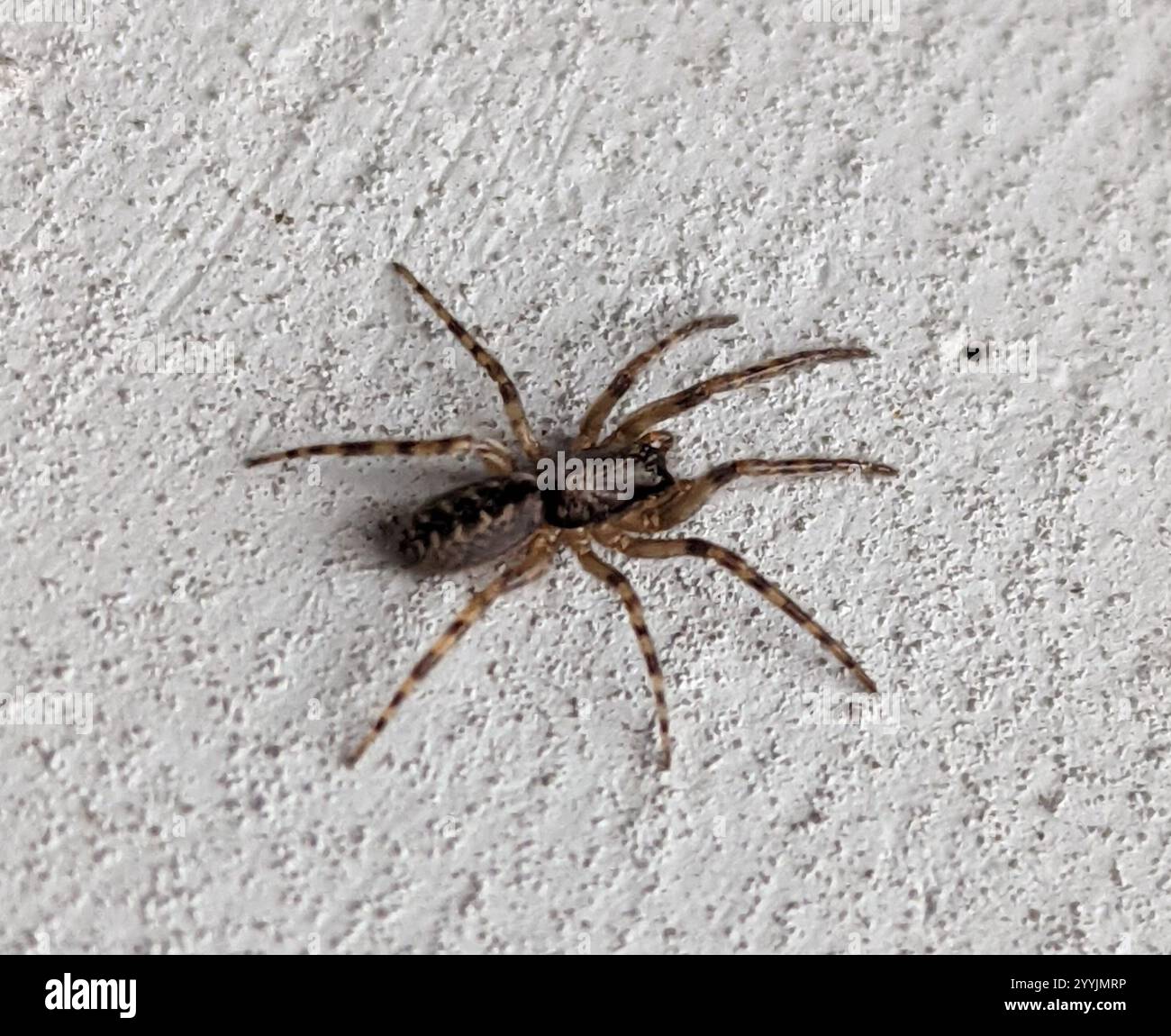 Snake-back Spider (Segestria senoculata Stock Photo - Alamy