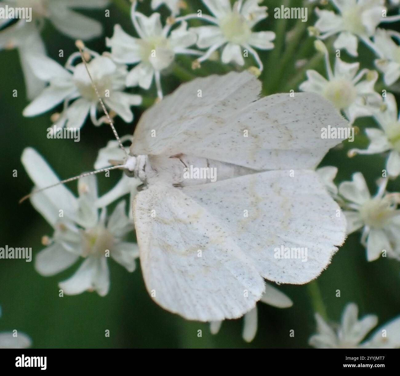 Cabera exanthemata hi-res stock photography and images - Alamy