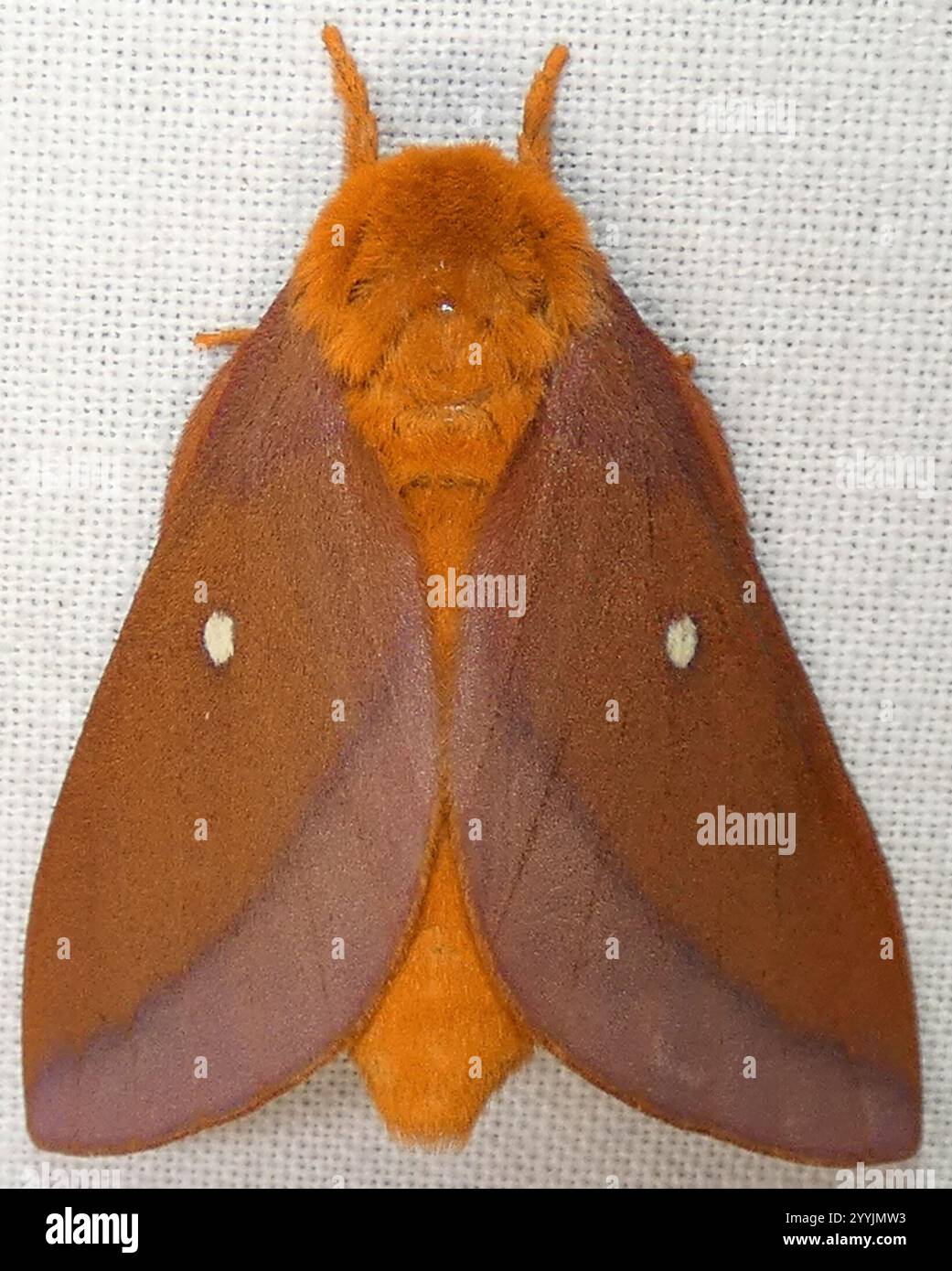 Southern Pink-striped Oakworm Moth (Anisota pellucida Stock Photo - Alamy