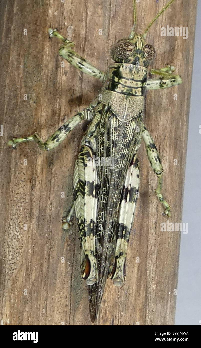 Pine tree Spur-throat Grasshopper (Melanoplus punctulatus Stock Photo ...
