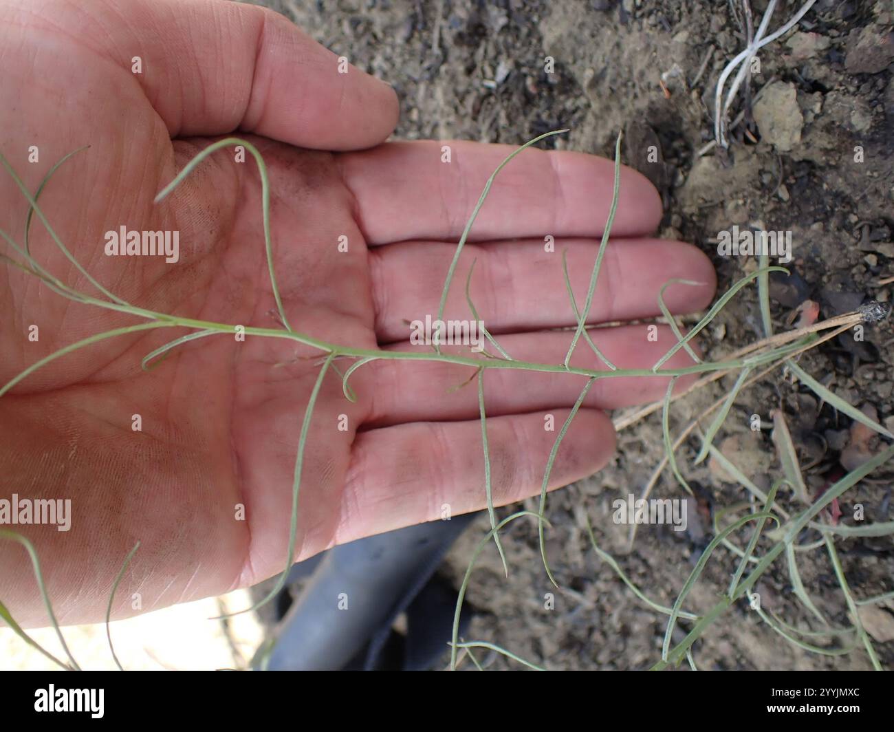 narrow-leaved wirelettuce (Stephanomeria tenuifolia Stock Photo - Alamy