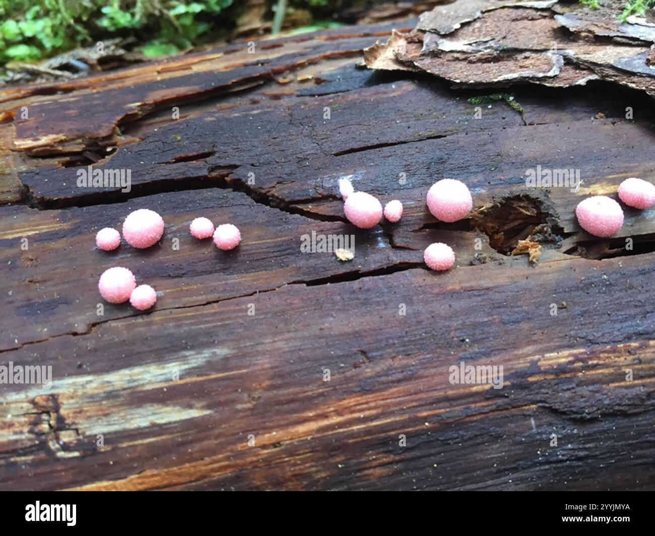 Wolf's Milk (Lycogala epidendrum Stock Photo - Alamy