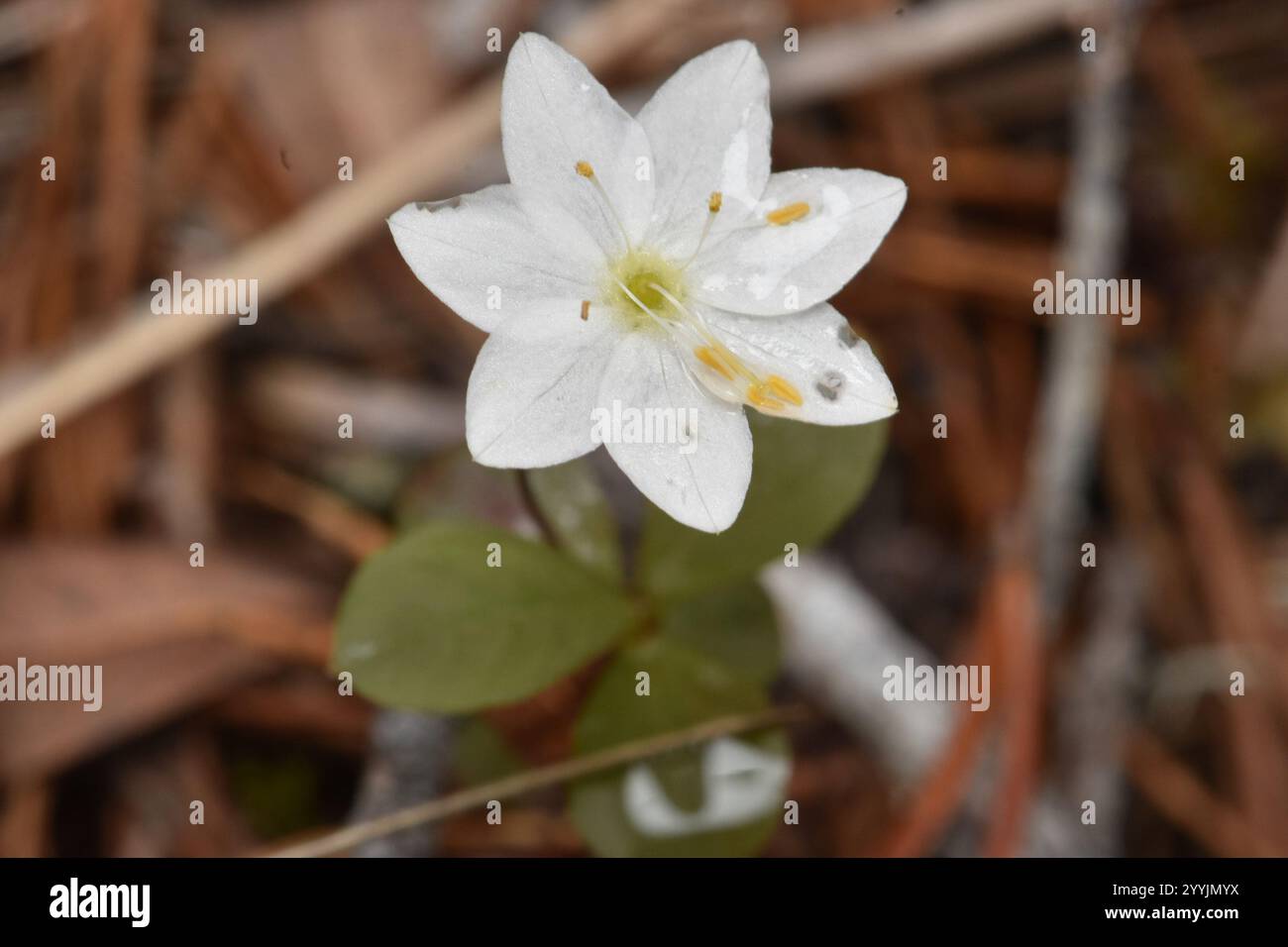 Arctic Starflower (Lysimachia europaea Stock Photo - Alamy