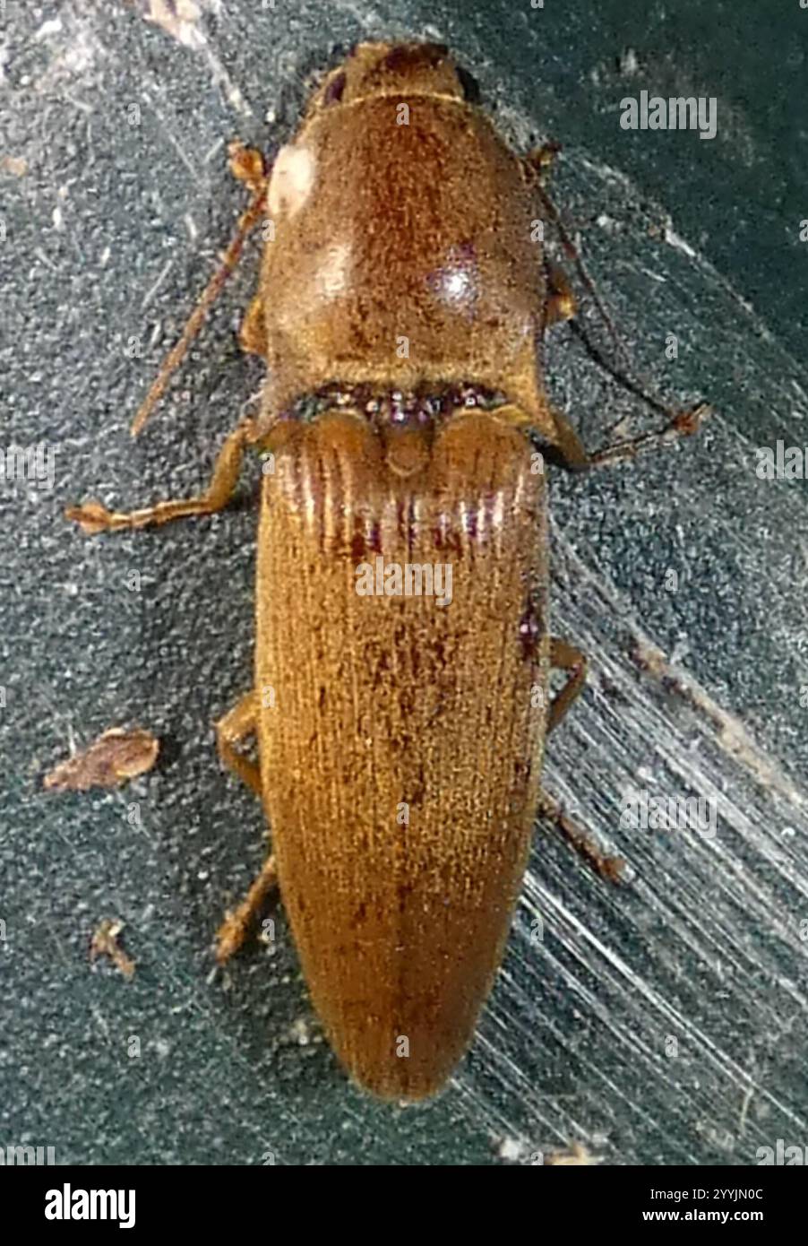 Monocrepidius hi-res stock photography and images - Alamy