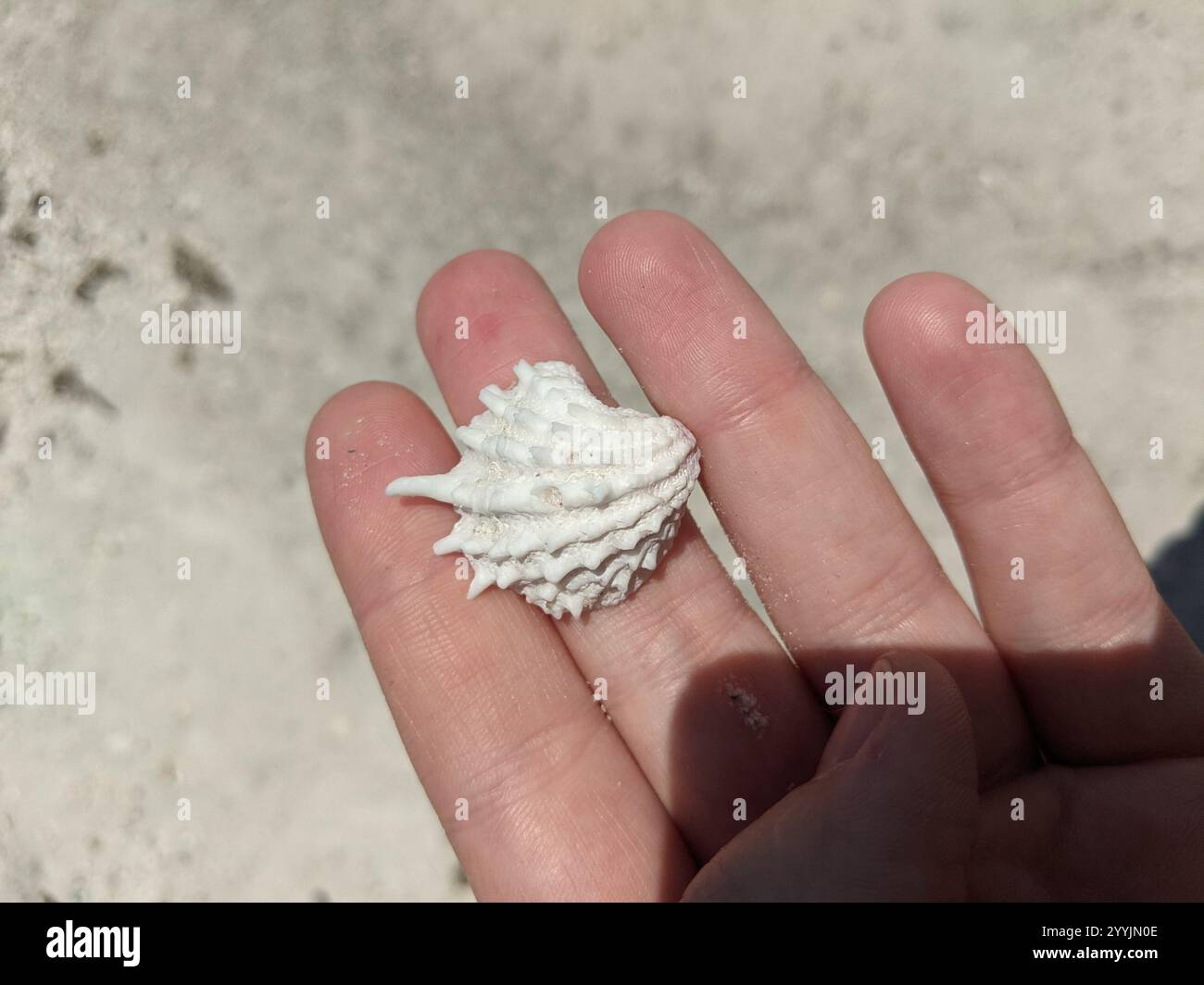 Spiny jewel box hi-res stock photography and images - Alamy