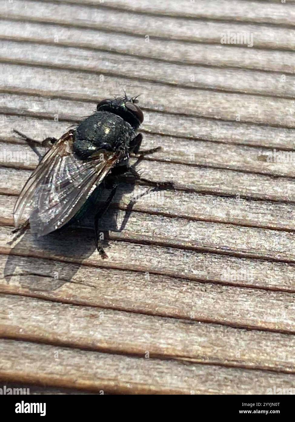 Calyptrate hi-res stock photography and images - Alamy