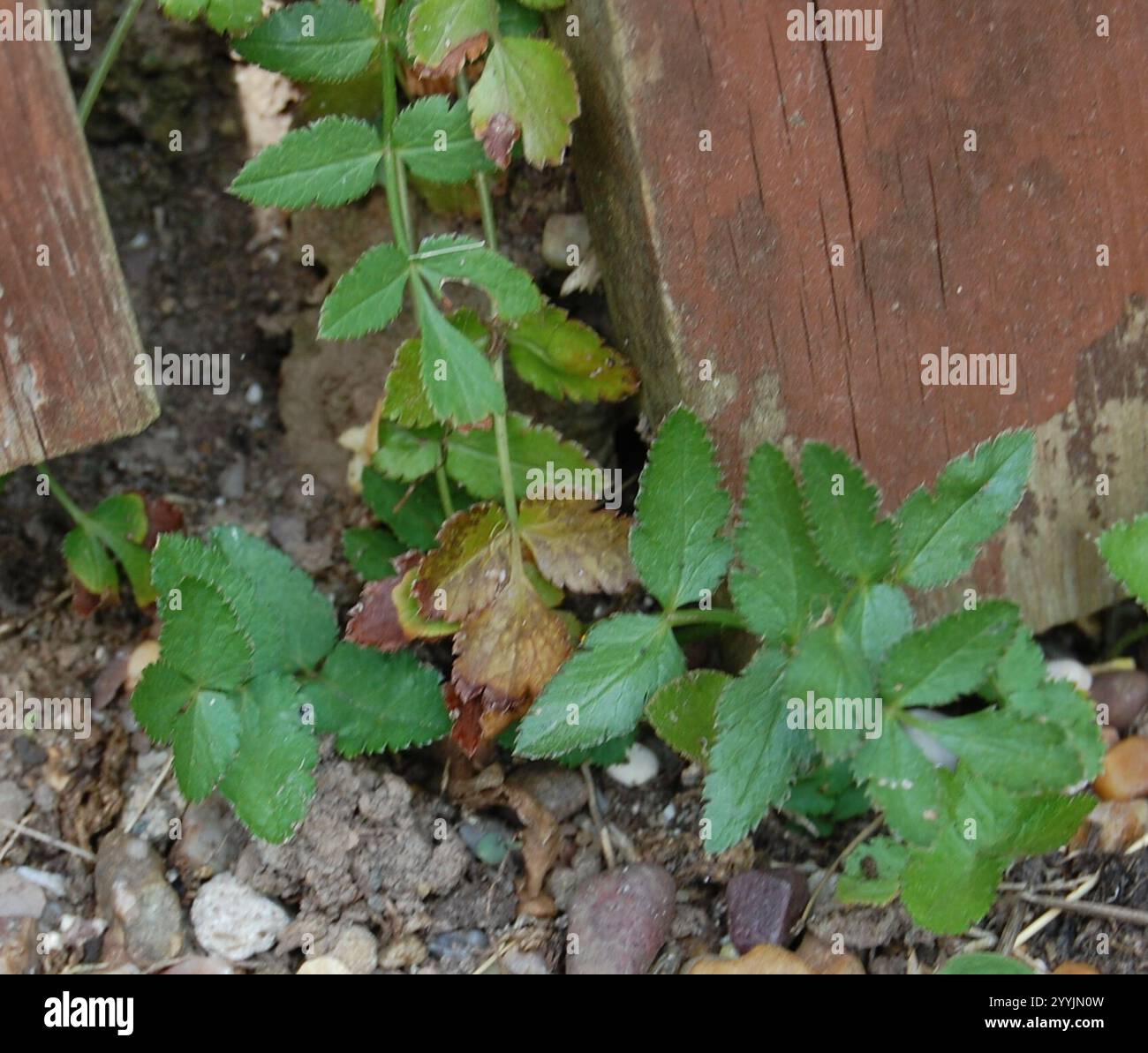 stone parsley (Sison amomum Stock Photo - Alamy