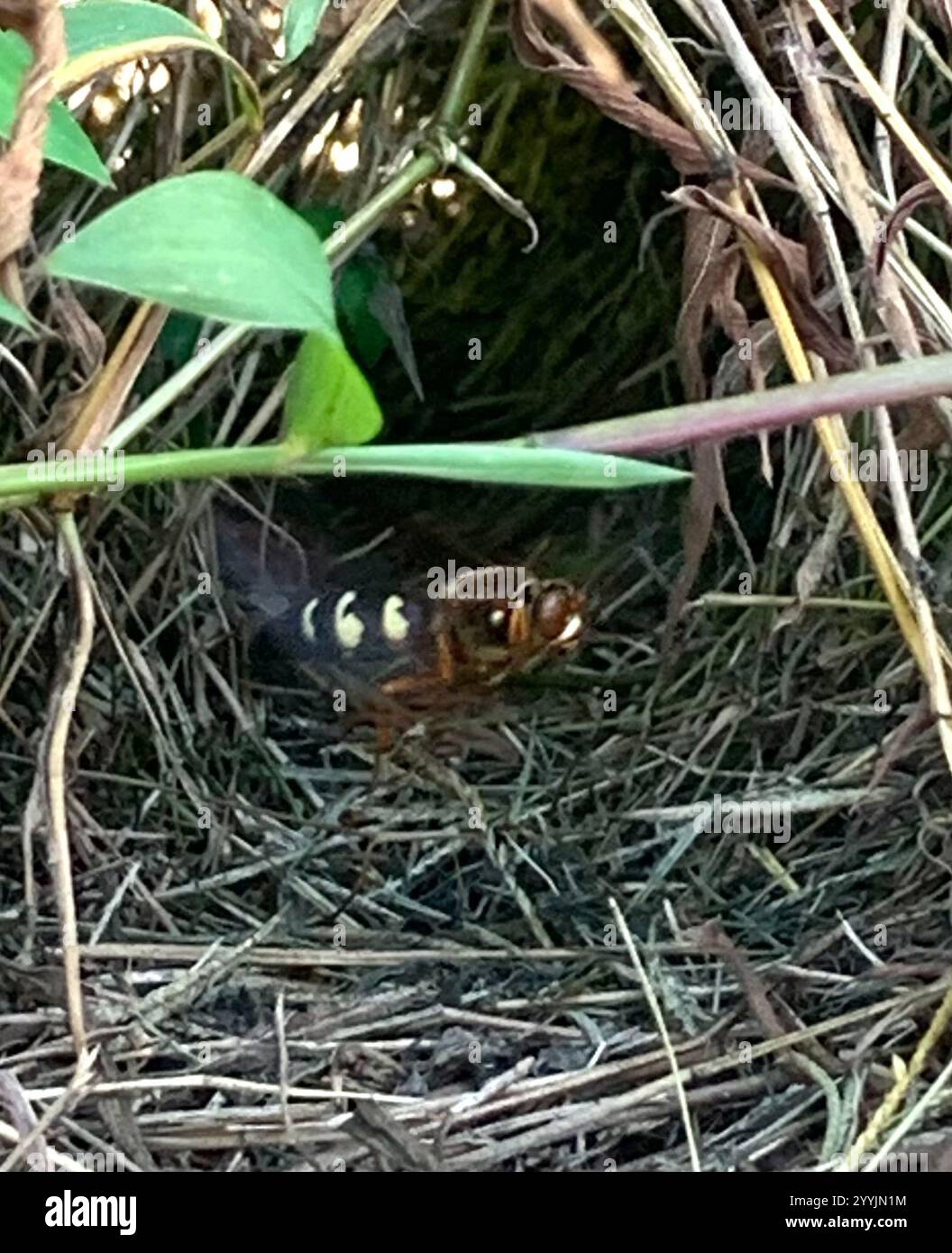 Eastern Cicada-killer Wasp (Sphecius speciosus Stock Photo - Alamy