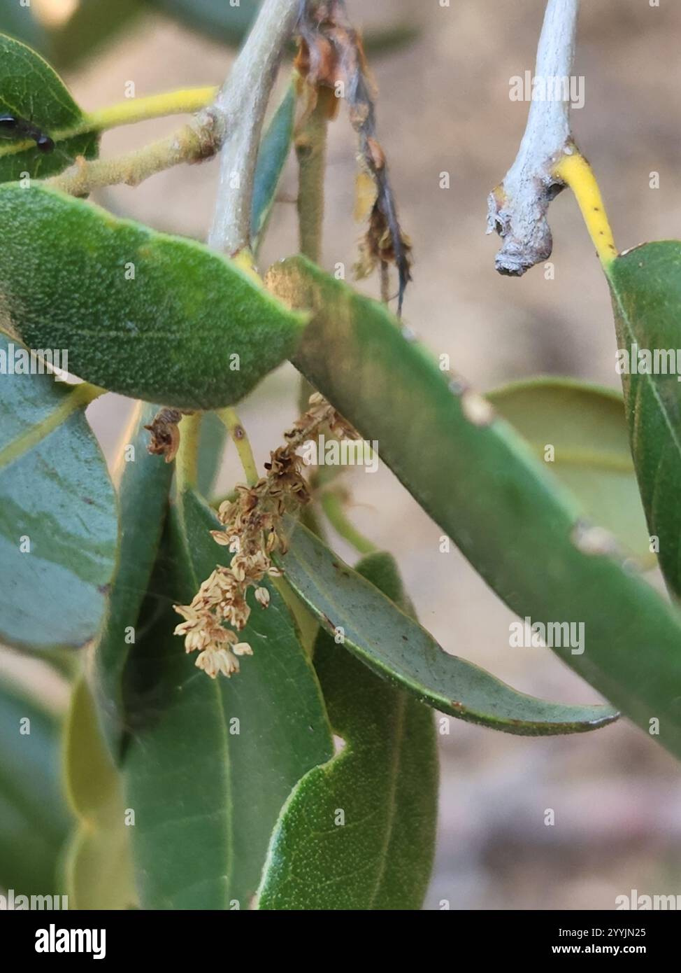 canyon live oak (Quercus chrysolepis Stock Photo - Alamy