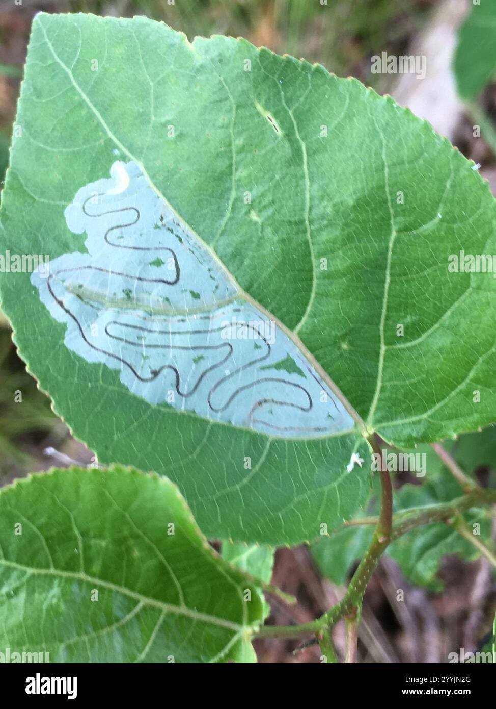 Aspen Serpentine Leafminer Moth (Phyllocnistis populiella Stock Photo ...