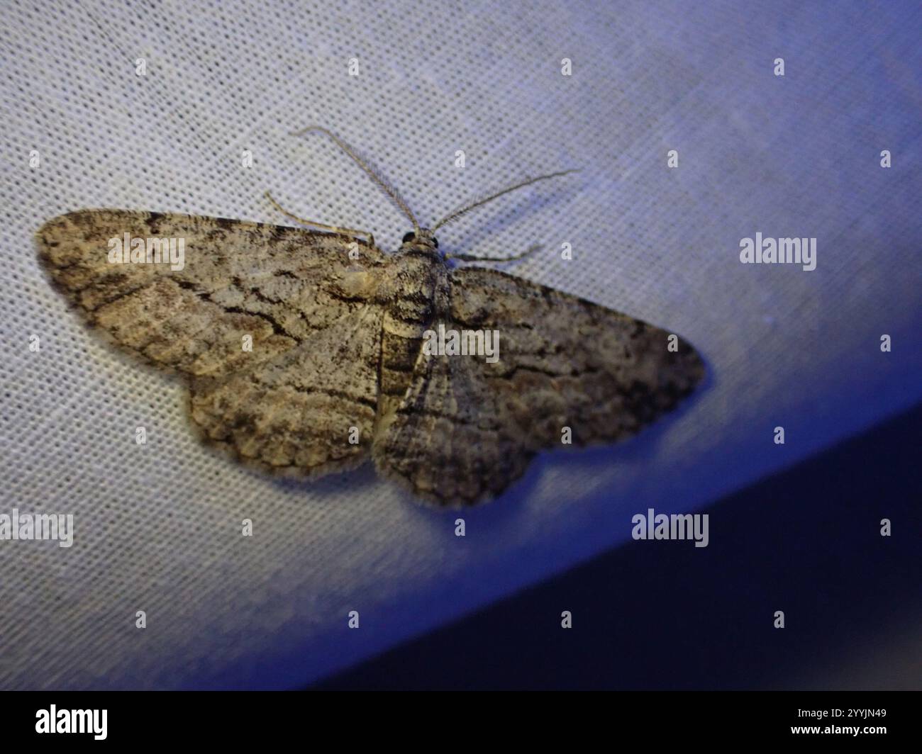 North American Common Gray (Anavitrinella pampinaria Stock Photo - Alamy