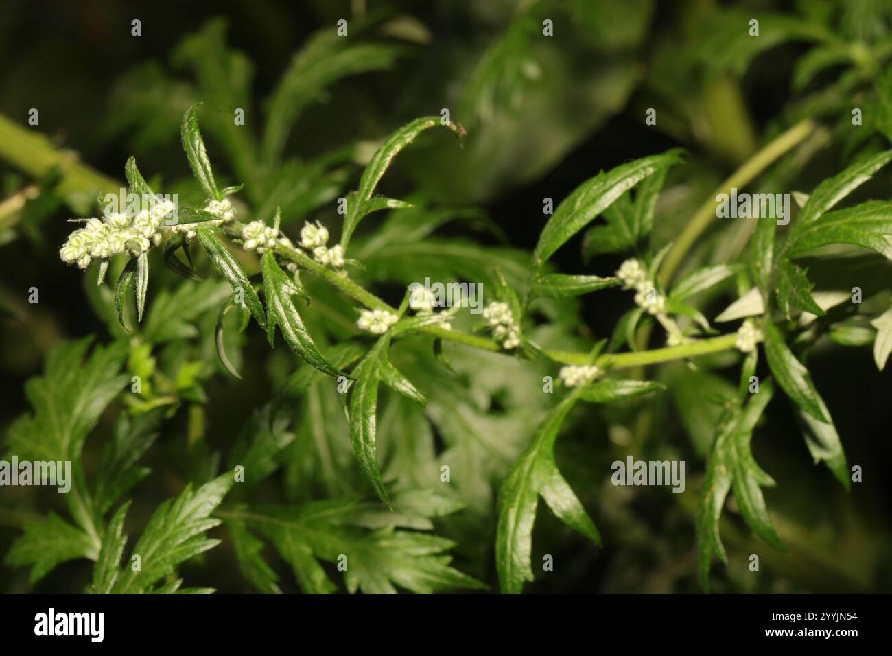 common mugwort (Artemisia vulgaris Stock Photo - Alamy