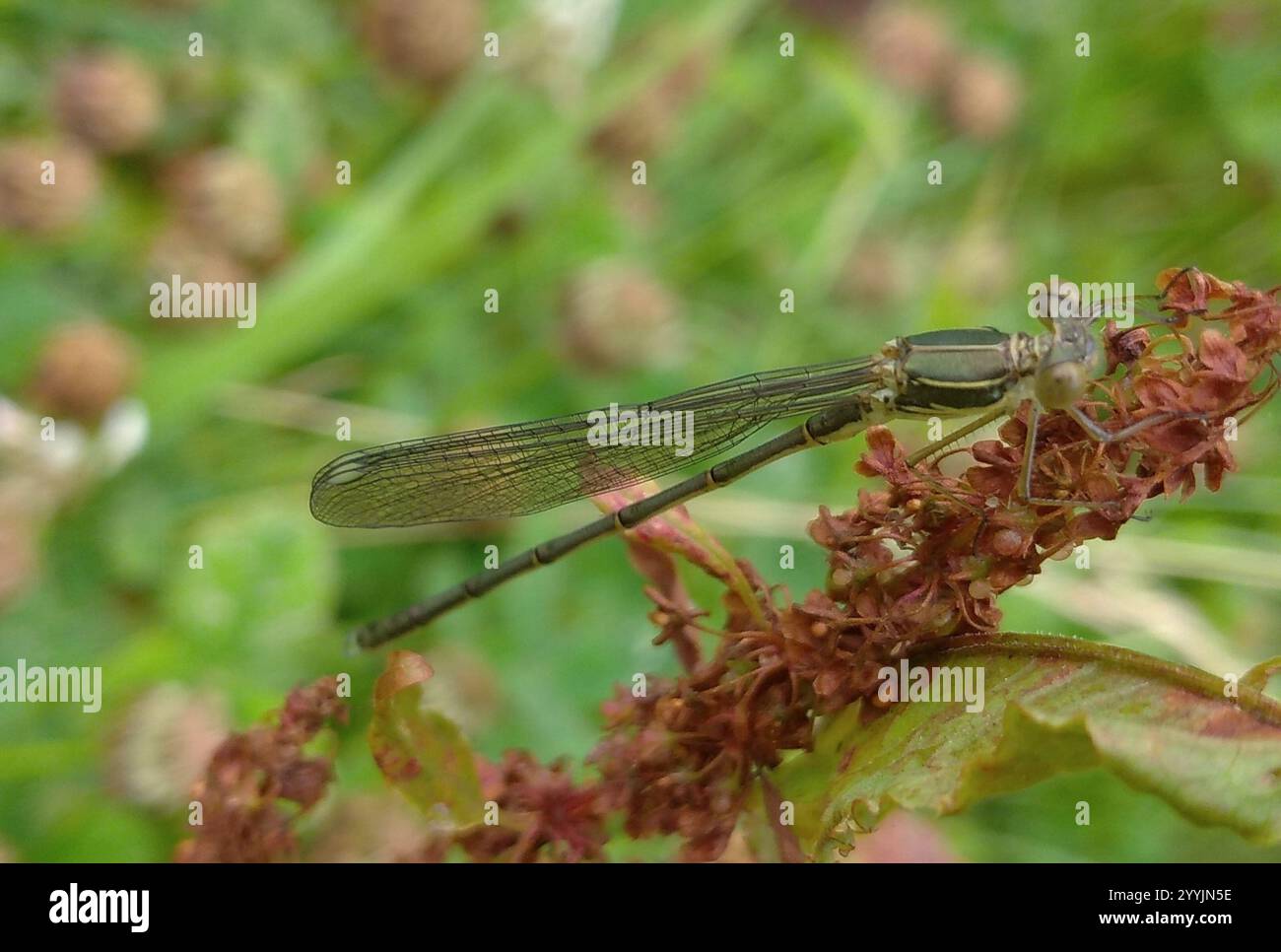 Western Willow Spreadwing (Chalcolestes viridis Stock Photo - Alamy