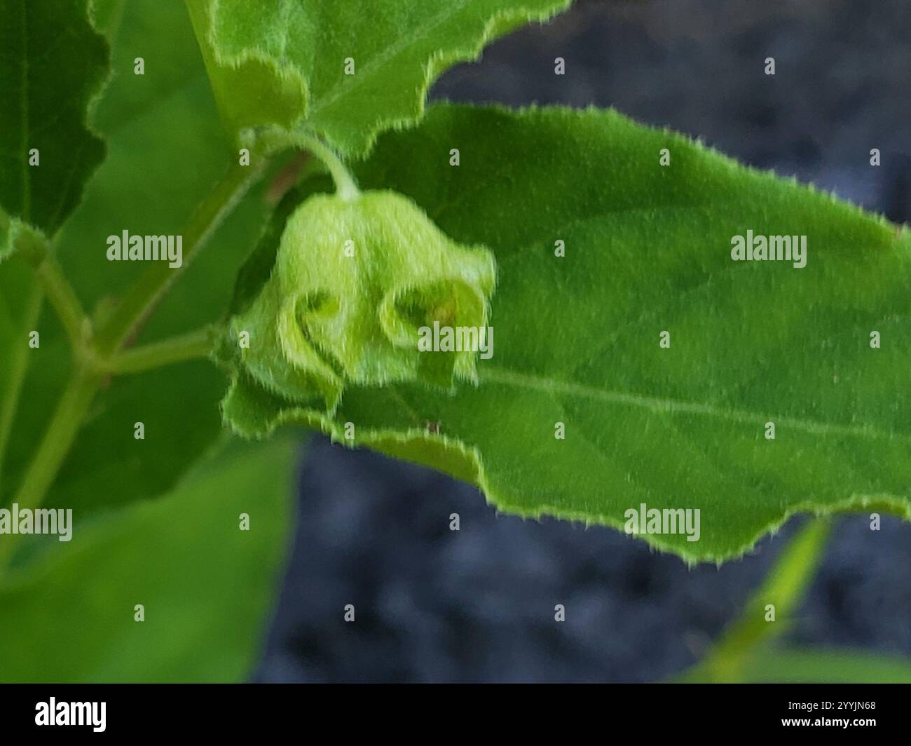 Wild Four o'Clock (Mirabilis nyctaginea Stock Photo - Alamy