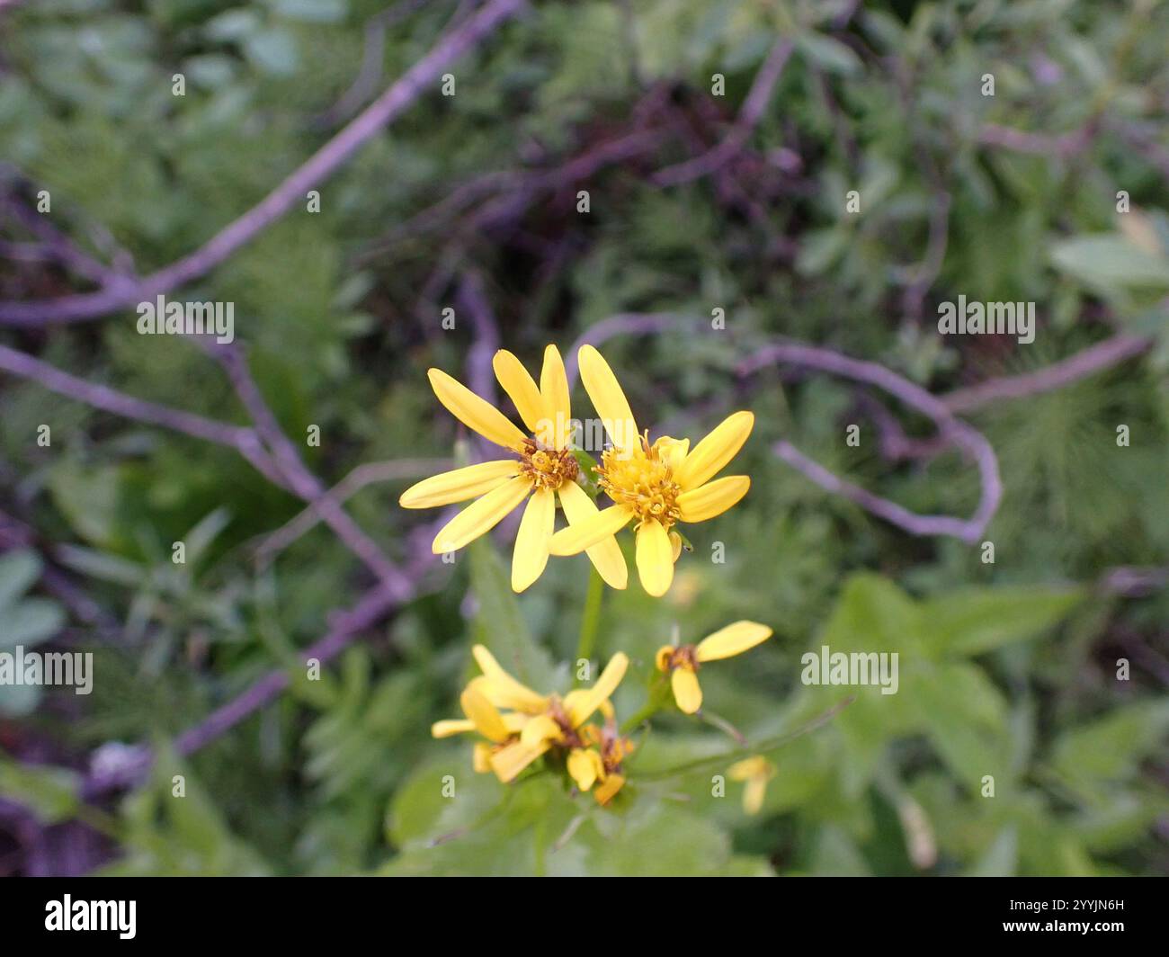 Arrowleaf Senecio (Senecio triangularis Stock Photo - Alamy