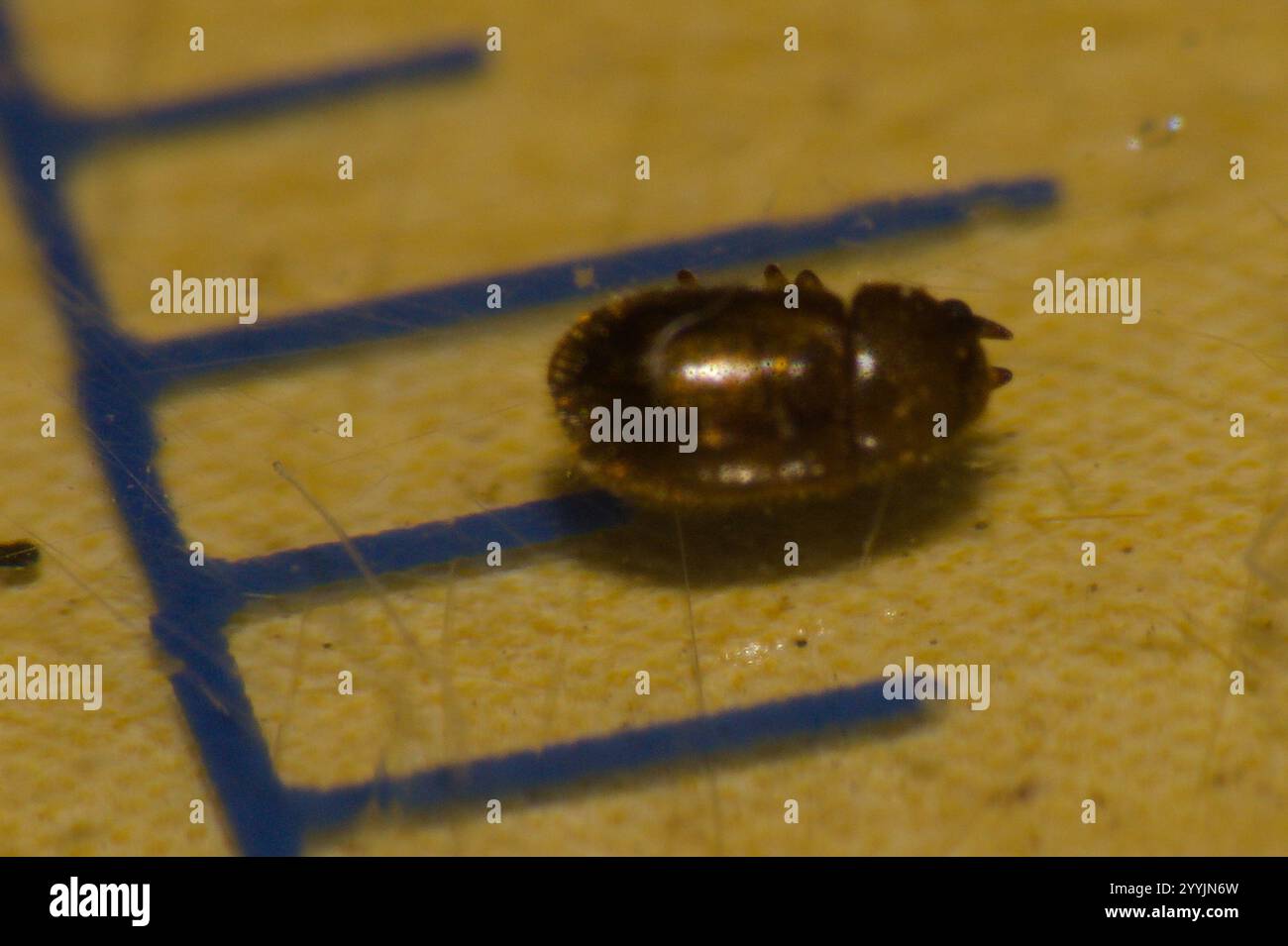 Shelf Fungus Beetles (Ciidae Stock Photo - Alamy