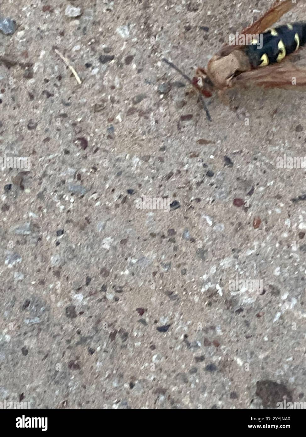 Eastern Cicada-killer Wasp (Sphecius speciosus Stock Photo - Alamy