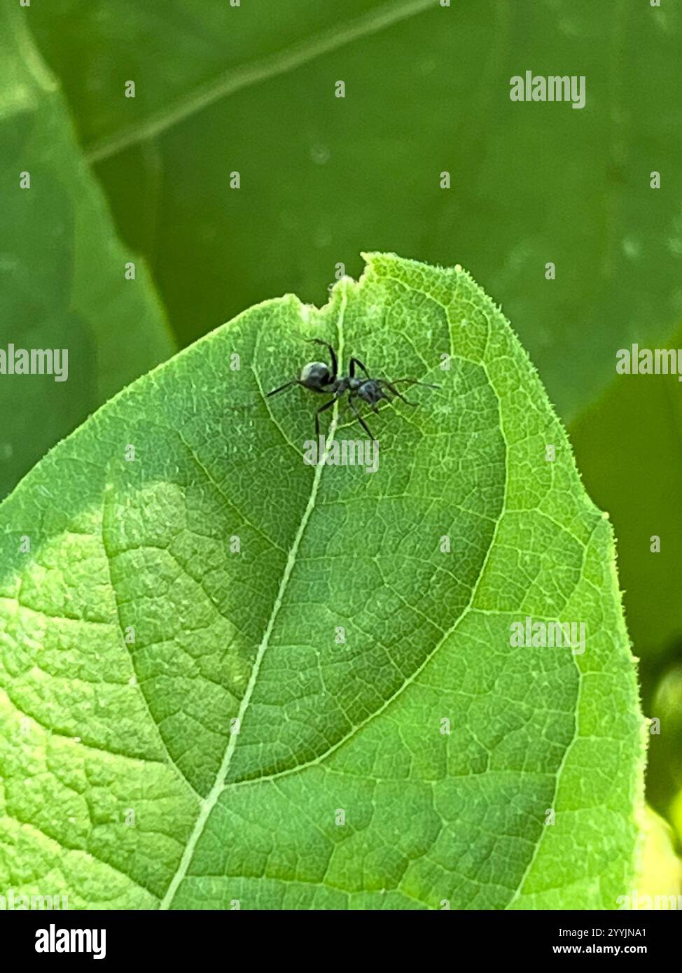 fusca-group Field Ants and Allies (Formica fusca Stock Photo - Alamy