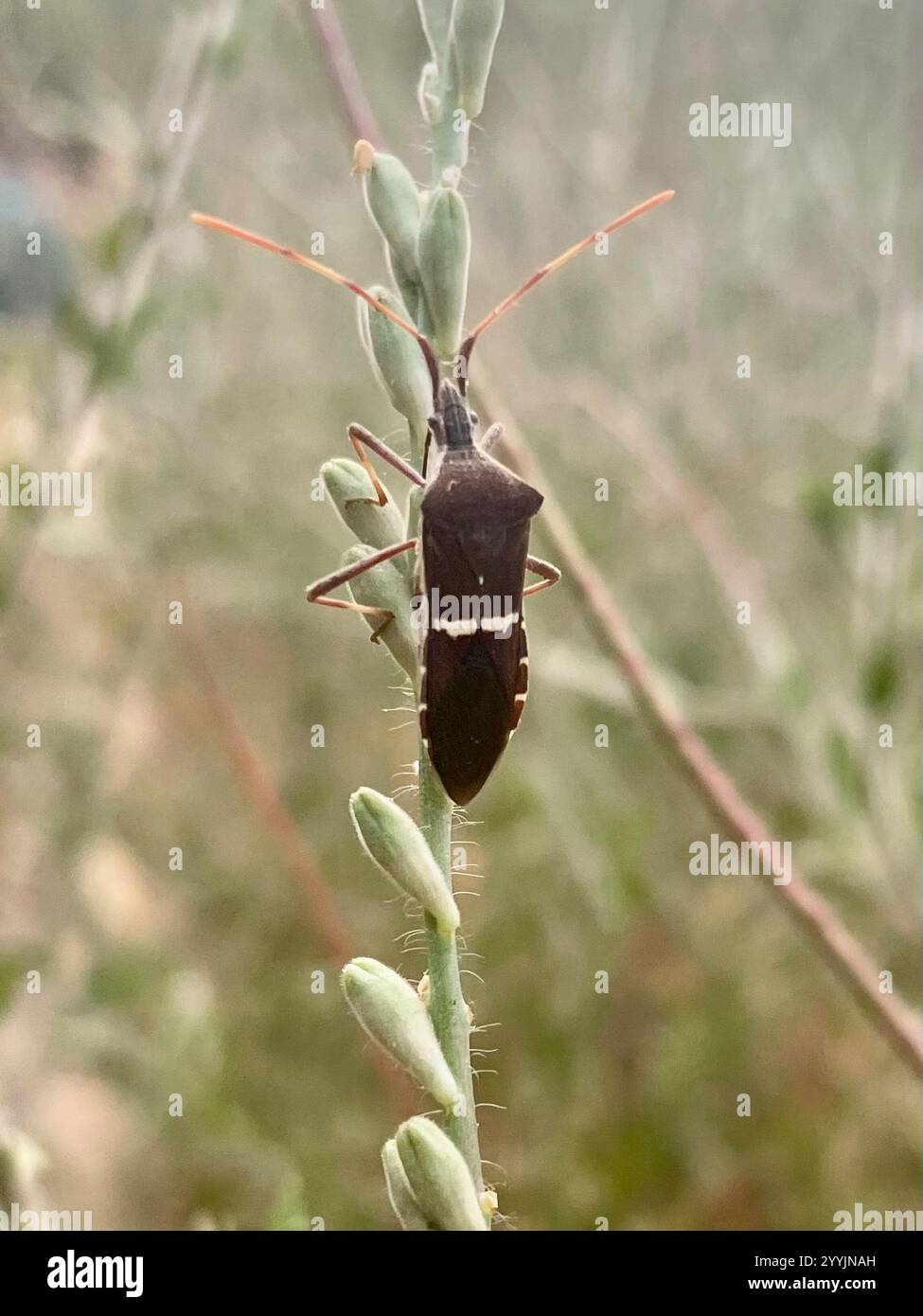 Eastern Leaf-footed Bug (Leptoglossus phyllopus Stock Photo - Alamy