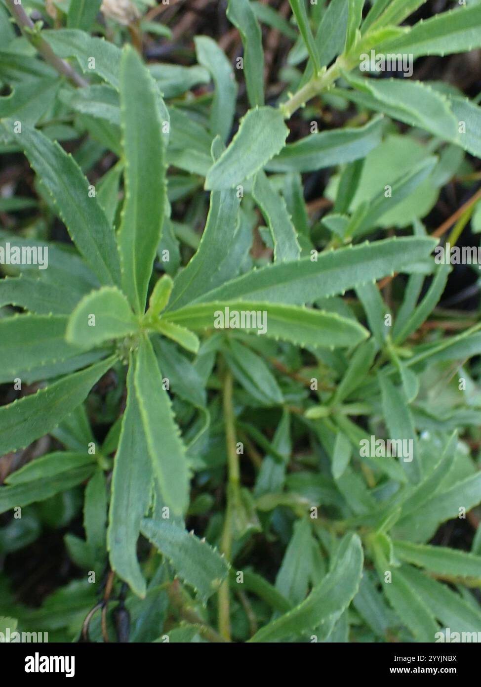 Bush Penstemon (Penstemon fruticosus Stock Photo - Alamy