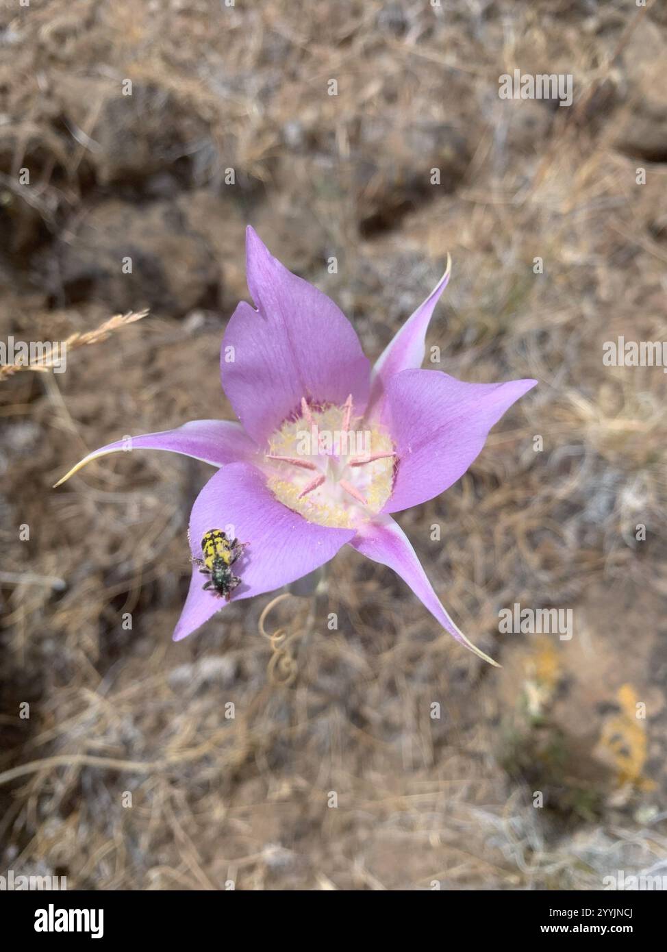 Sagebrush Mariposa Lily (Calochortus macrocarpus Stock Photo - Alamy