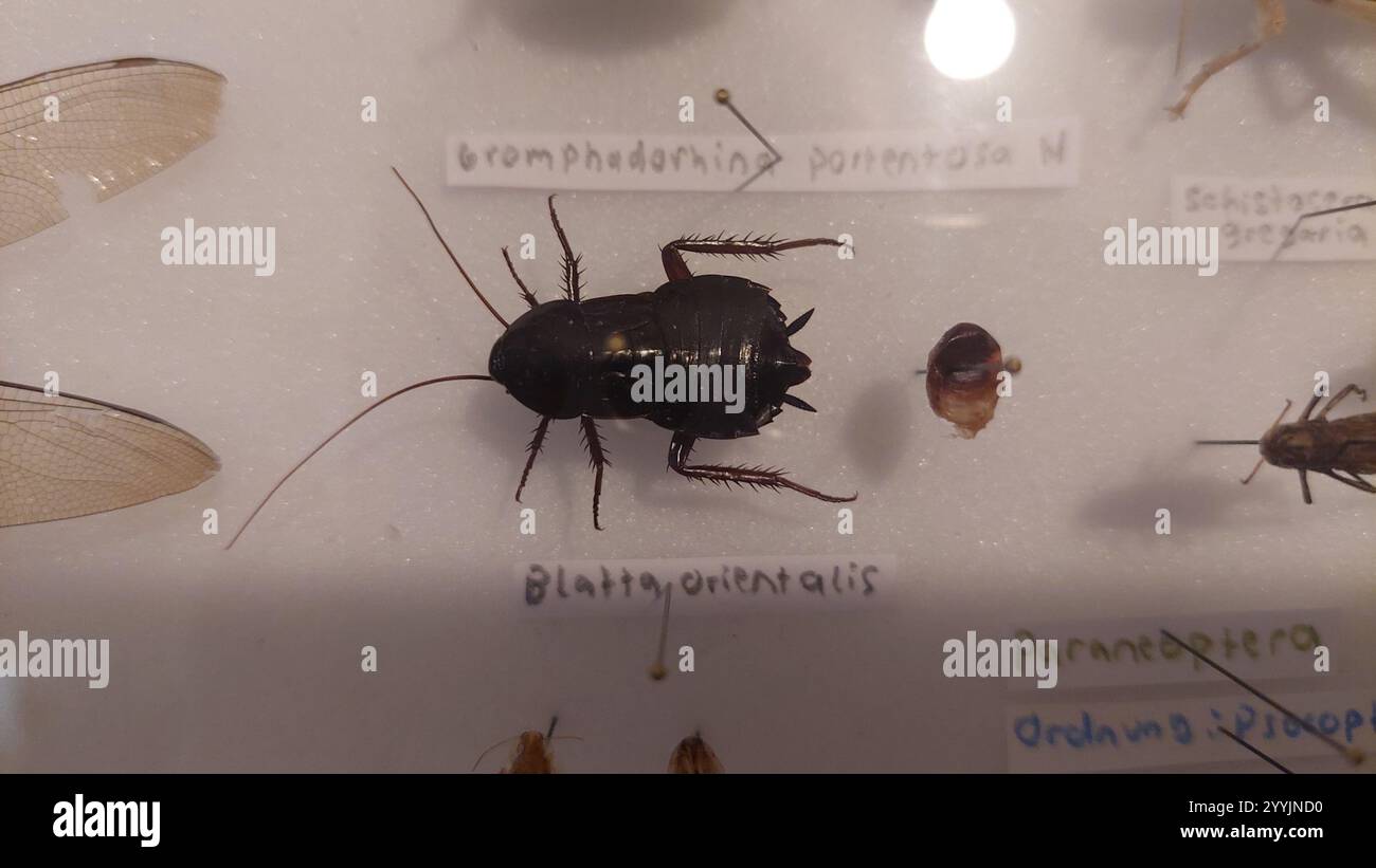 Oriental Cockroach (Blatta orientalis Stock Photo - Alamy