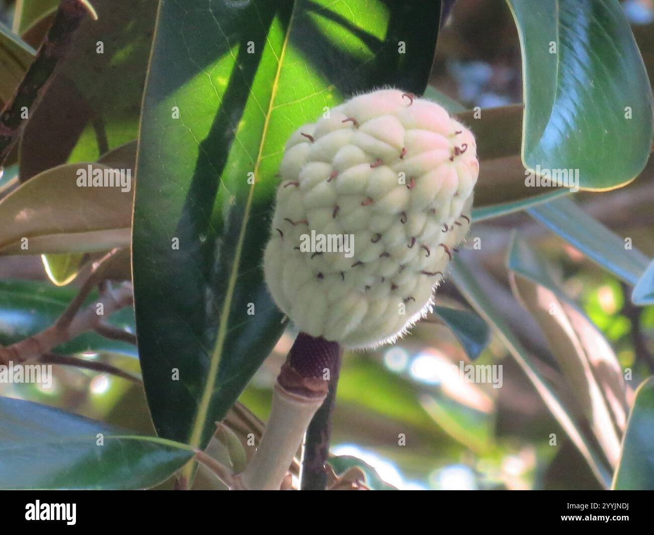 southern magnolia (Magnolia grandiflora Stock Photo - Alamy