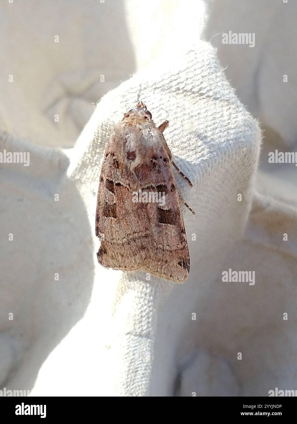 Double Square-spot (Xestia triangulum Stock Photo - Alamy