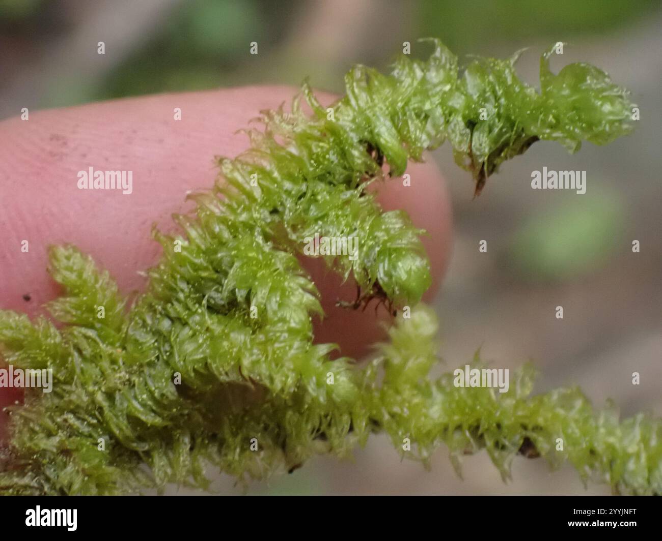 Pipecleaner Moss (Rhytidiopsis robusta Stock Photo - Alamy