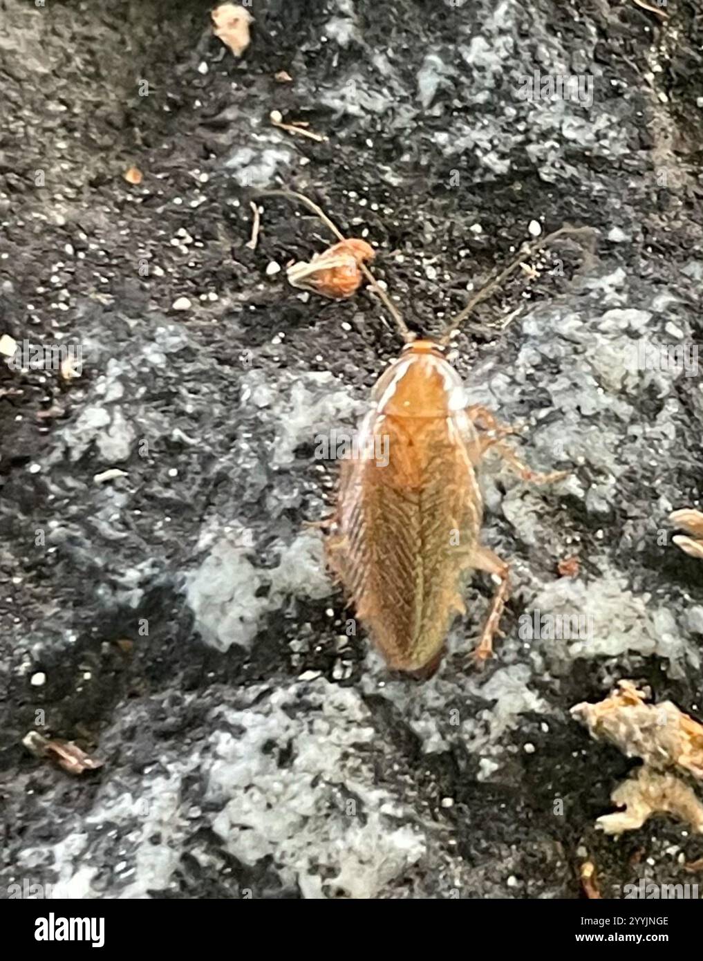 Tawny Cockroach (Ectobius pallidus Stock Photo - Alamy