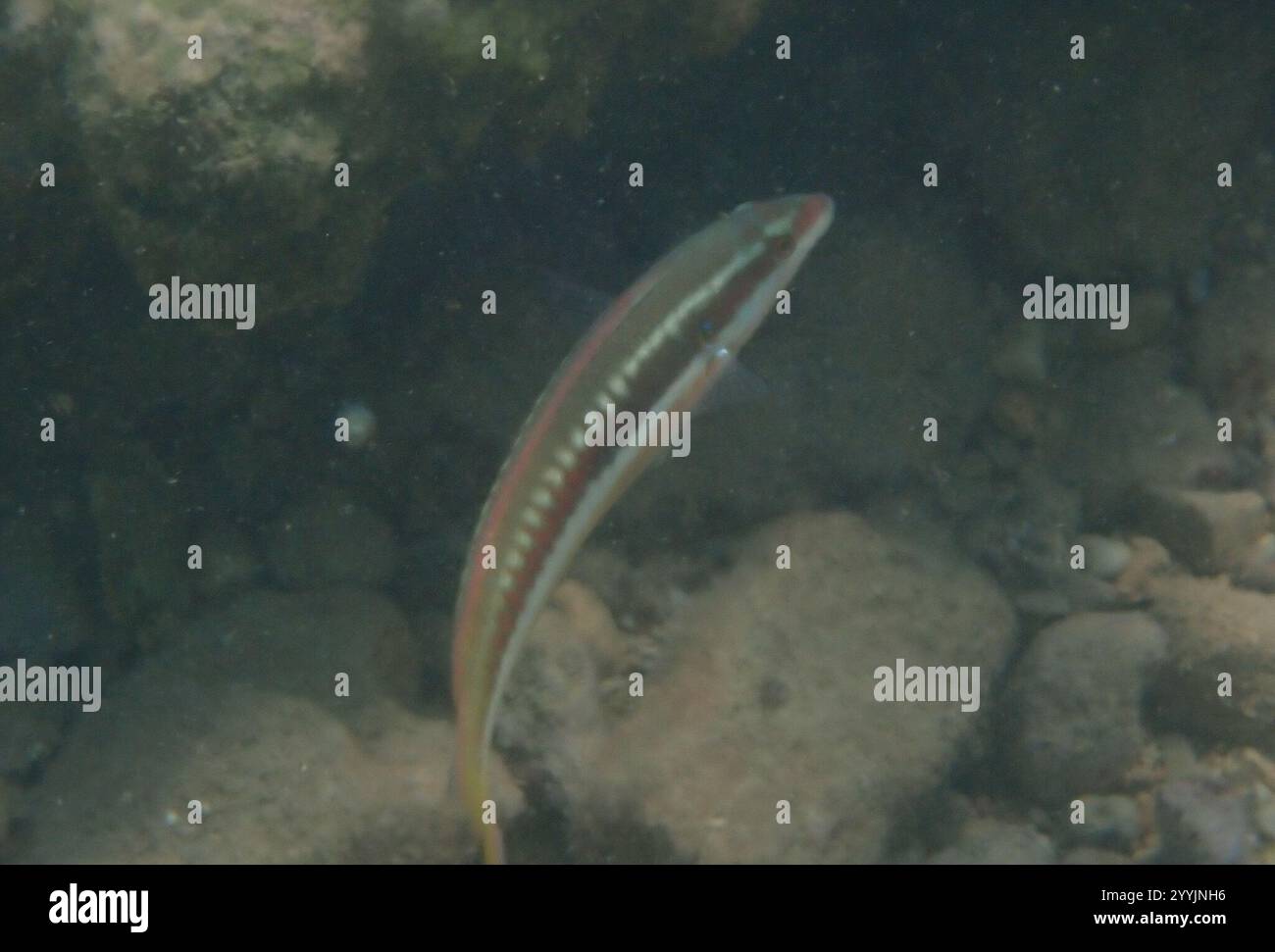 Mediterranean Rainbow Wrasse (Coris julis Stock Photo - Alamy