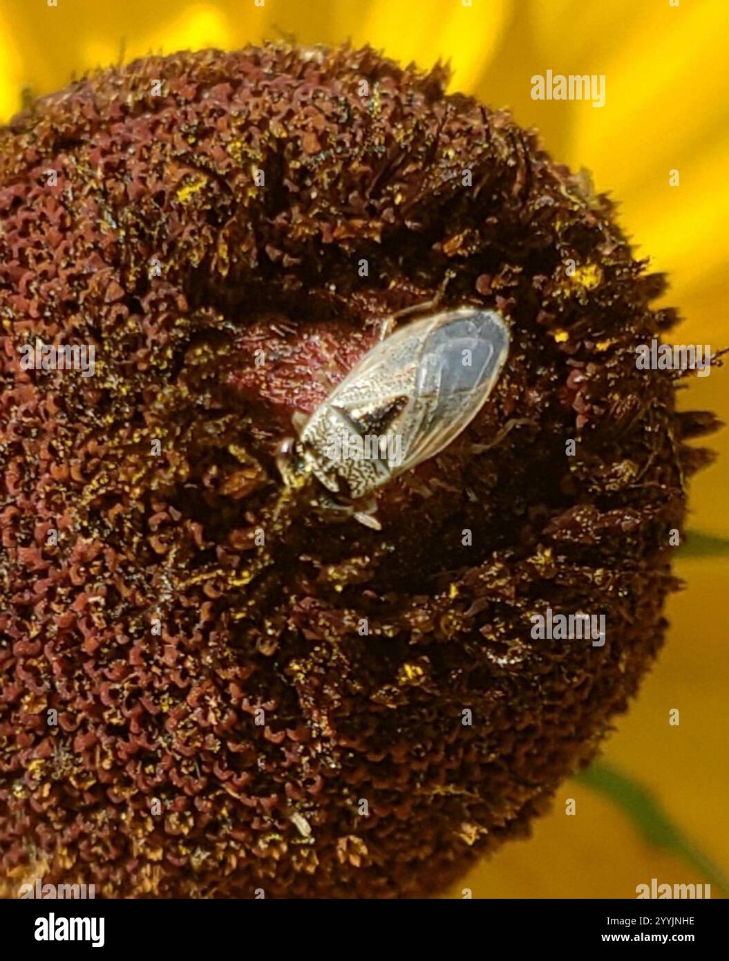Geocoris hi-res stock photography and images - Alamy