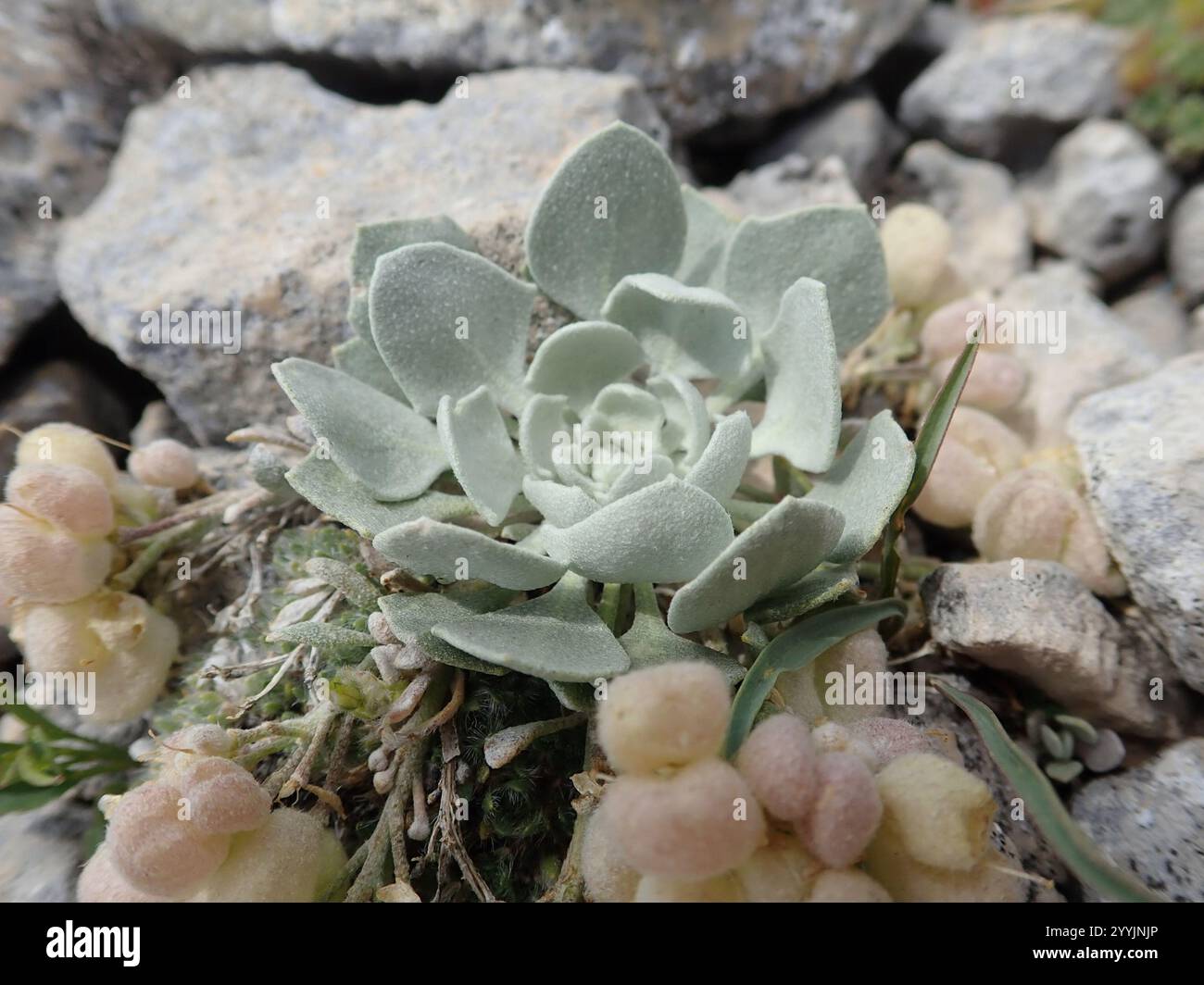 Devils Gate Twinpod (Physaria eburniflora Stock Photo - Alamy