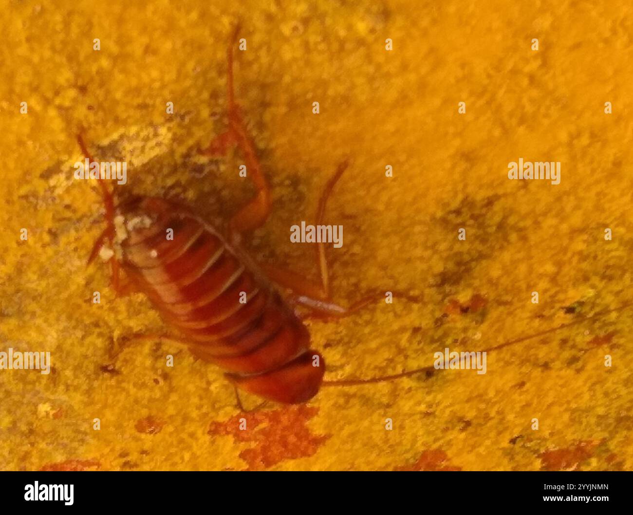 Cockroaches and Termites (Blattodea Stock Photo - Alamy