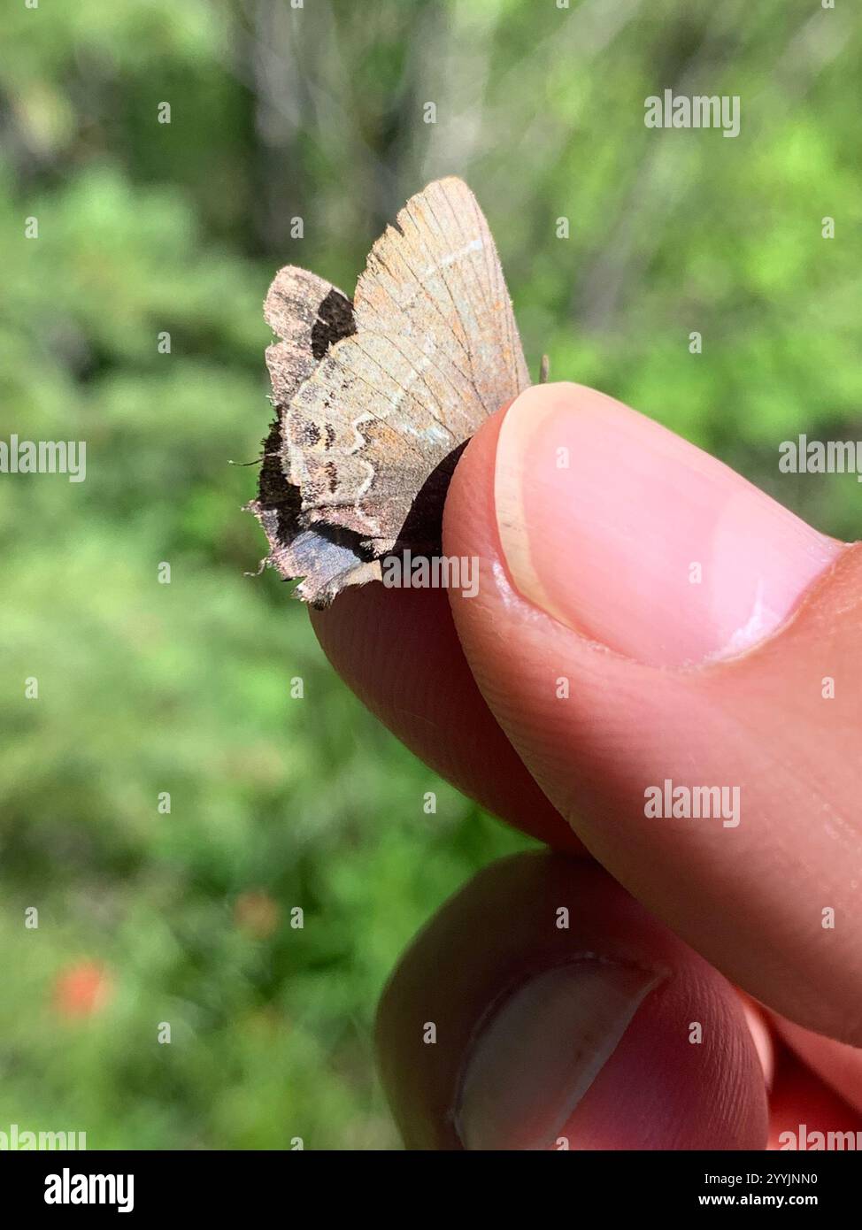 Callophrys spinetorum hi-res stock photography and images - Alamy